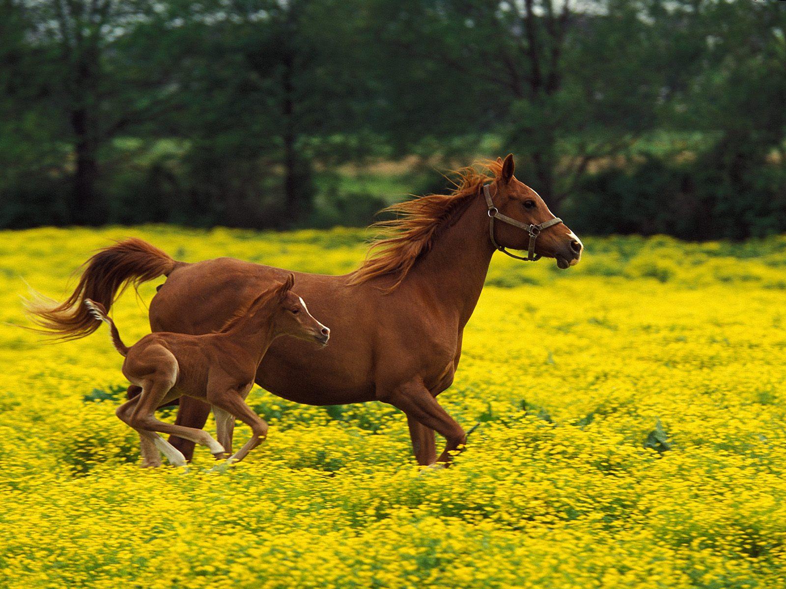 Pony Horse Wallpapers - Top Free Pony Horse Backgrounds - WallpaperAccess