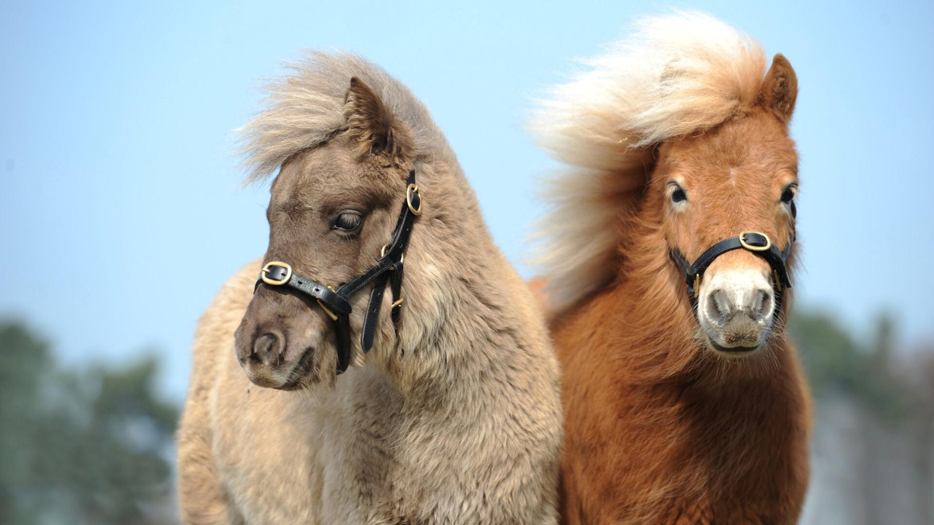 Pony Horse Wallpapers - Top Free Pony Horse Backgrounds - WallpaperAccess