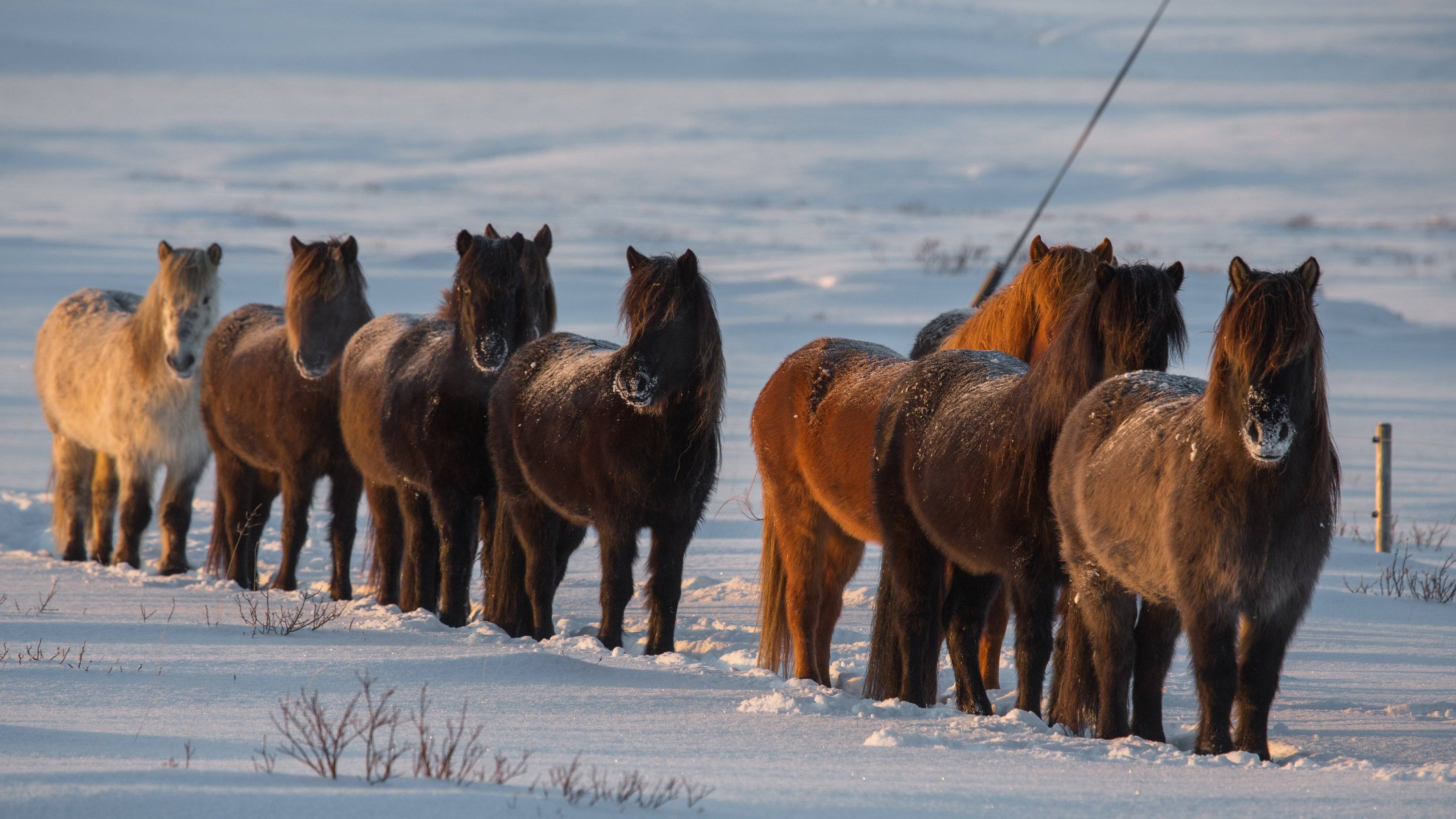Pony Horse Wallpapers - Top Free Pony Horse Backgrounds - WallpaperAccess