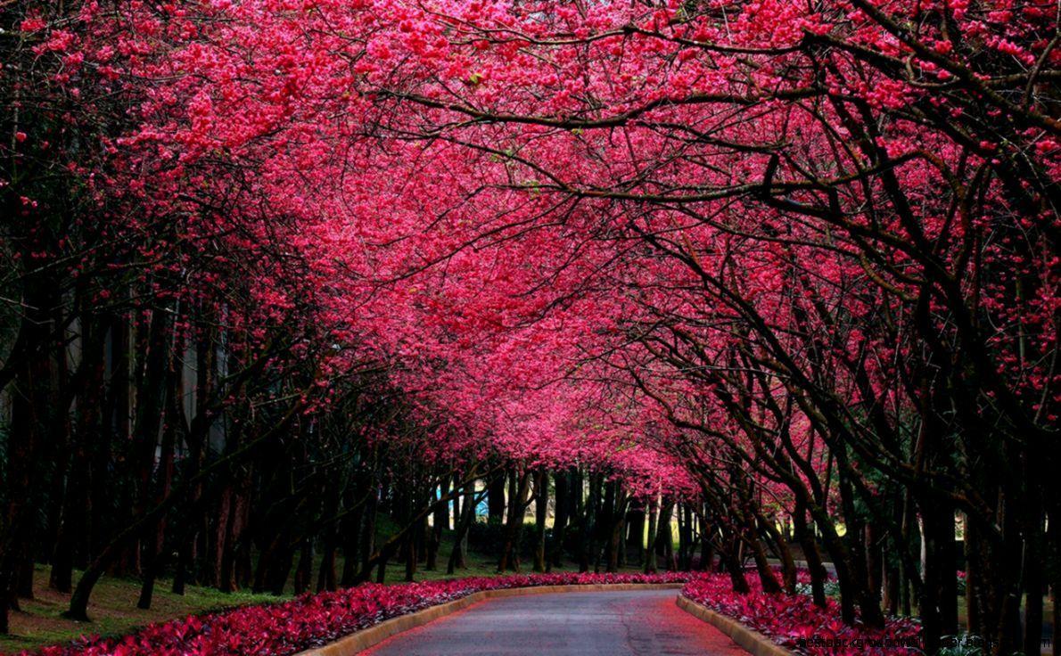 Cute Scenery Wallpapers - Top Free Cute Scenery Backgrounds ...