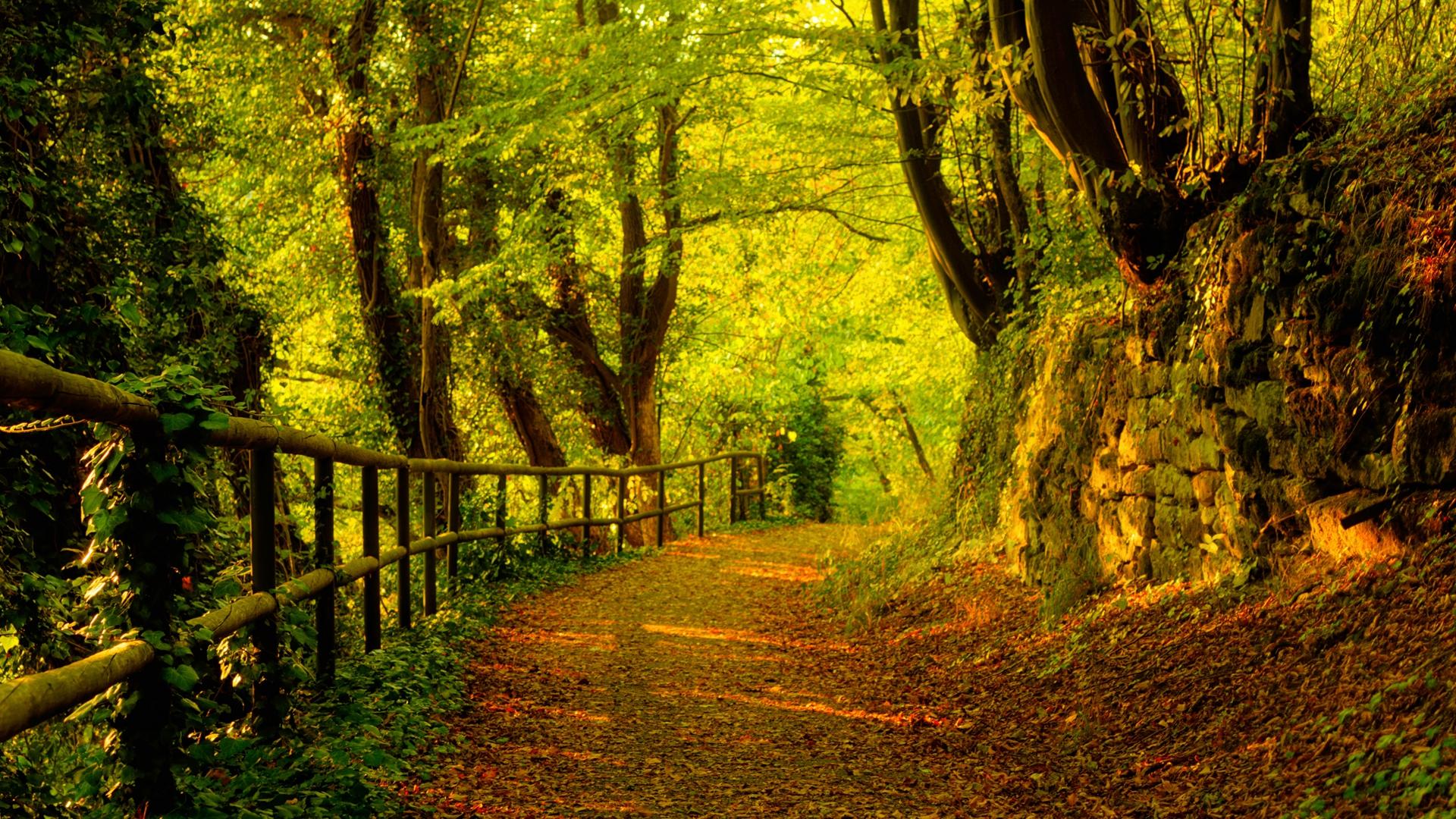 Autumn Forest Path HD Wallpapers - Top Free Autumn Forest Path HD ...
