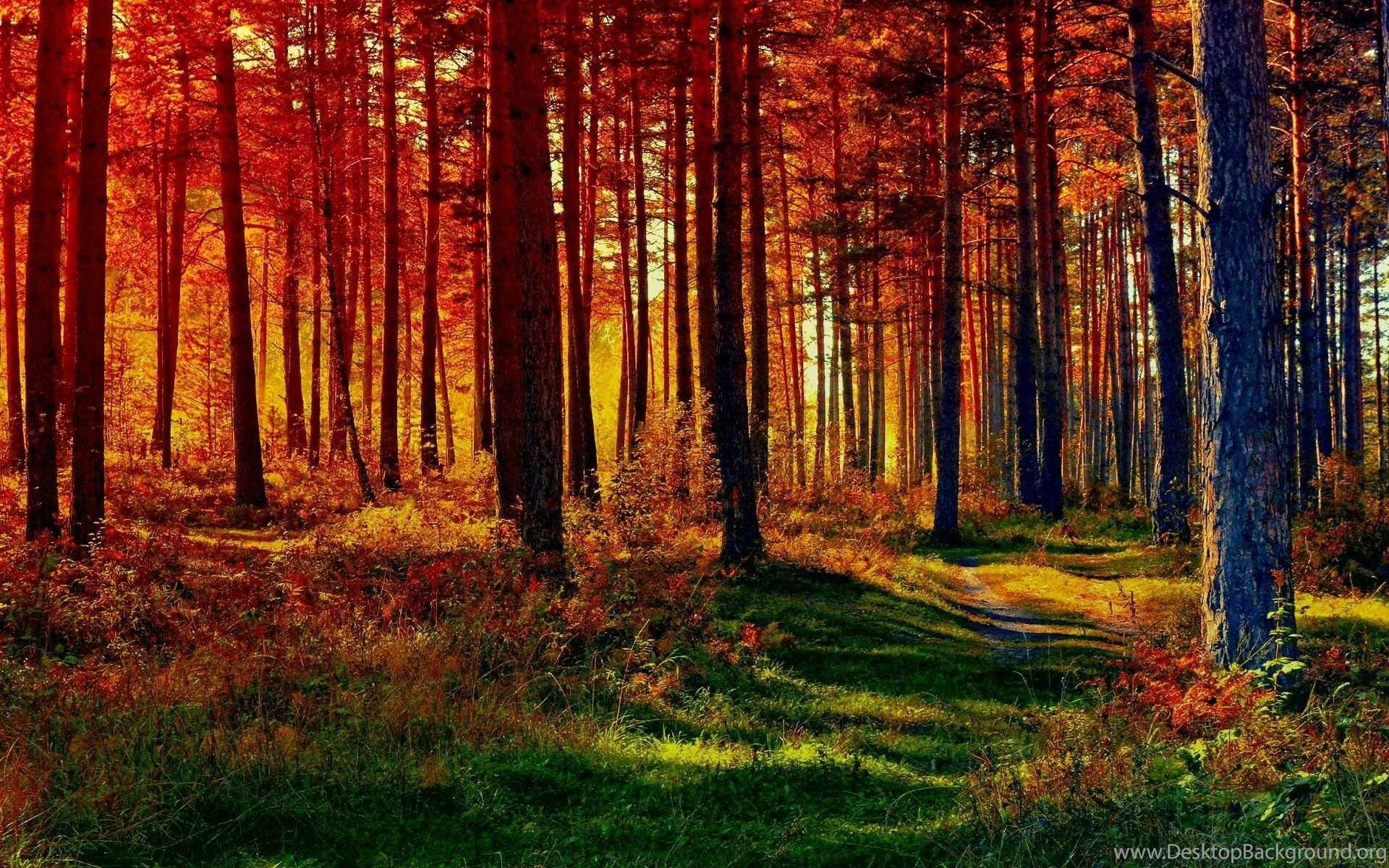 Autumn Forest Path HD Wallpapers - Top Free Autumn Forest Path HD ...
