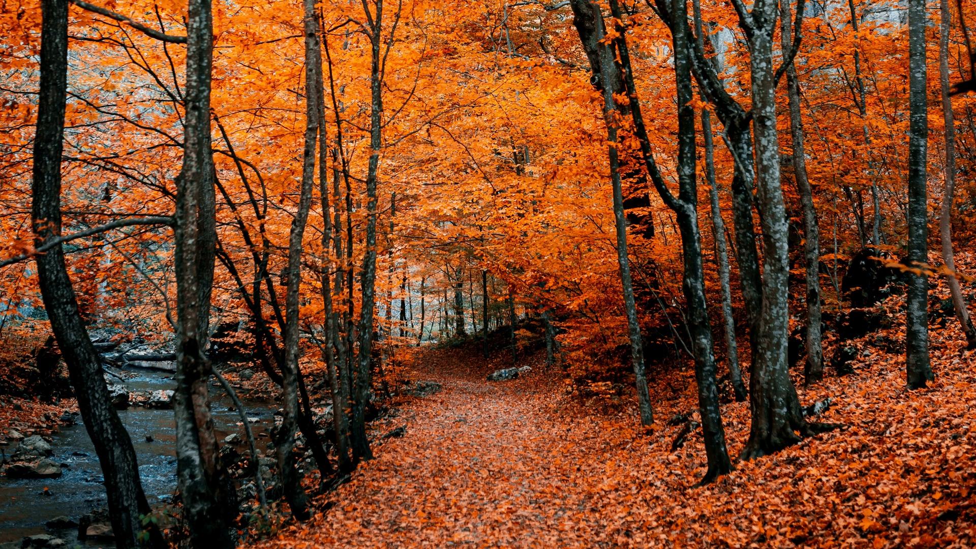 Autumn Forest Path HD Wallpapers - Top Free Autumn Forest Path HD ...