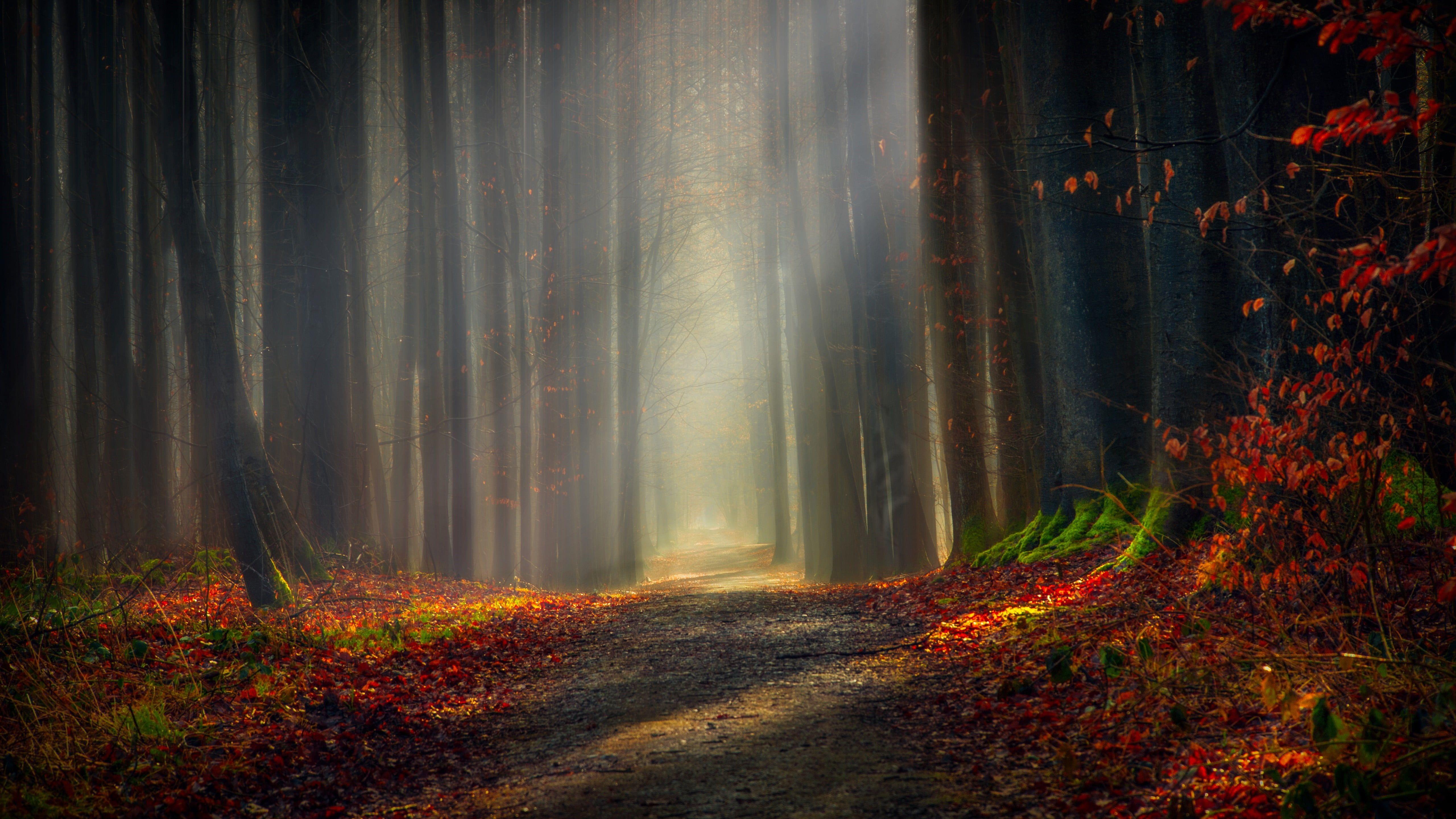 Autumn Forest Path HD Wallpapers - Top Free Autumn Forest Path HD ...