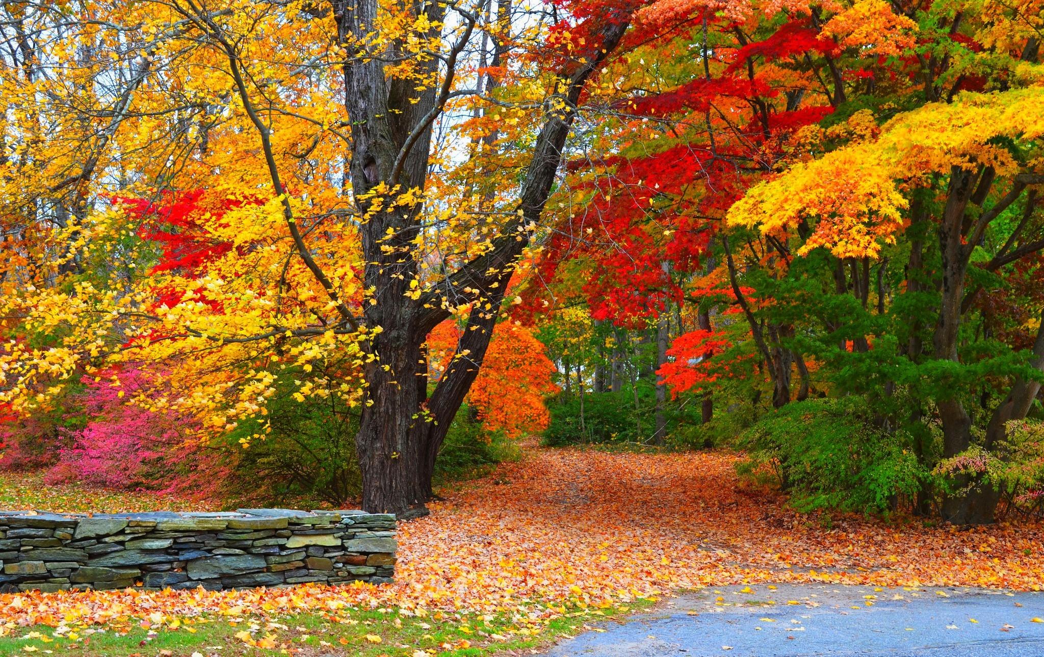 Autumn Forest Path HD Wallpapers - Top Free Autumn Forest Path HD ...
