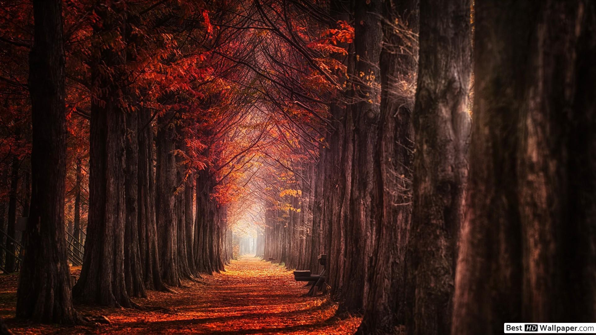 Autumn Forest Path HD Wallpapers - Top Free Autumn Forest Path HD ...