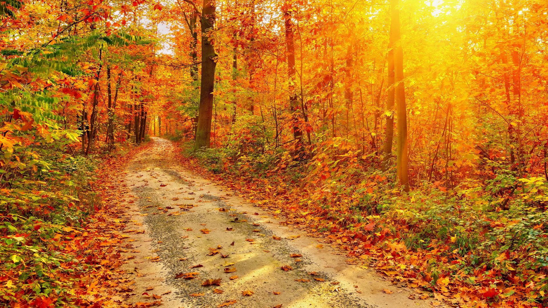 Autumn Forest Path HD Wallpapers - Top Free Autumn Forest Path HD ...