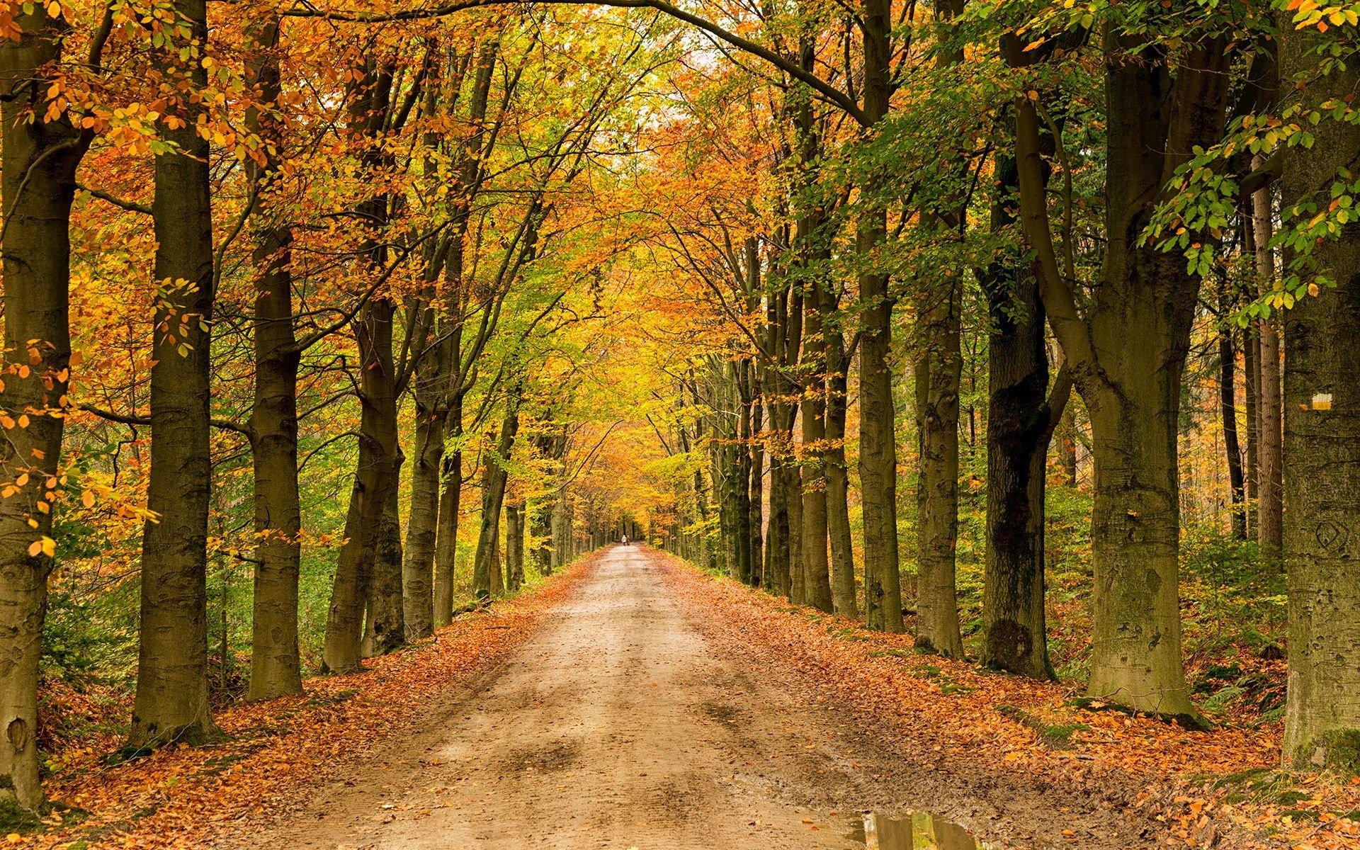 Autumn Forest Path HD Wallpapers - Top Free Autumn Forest Path HD ...