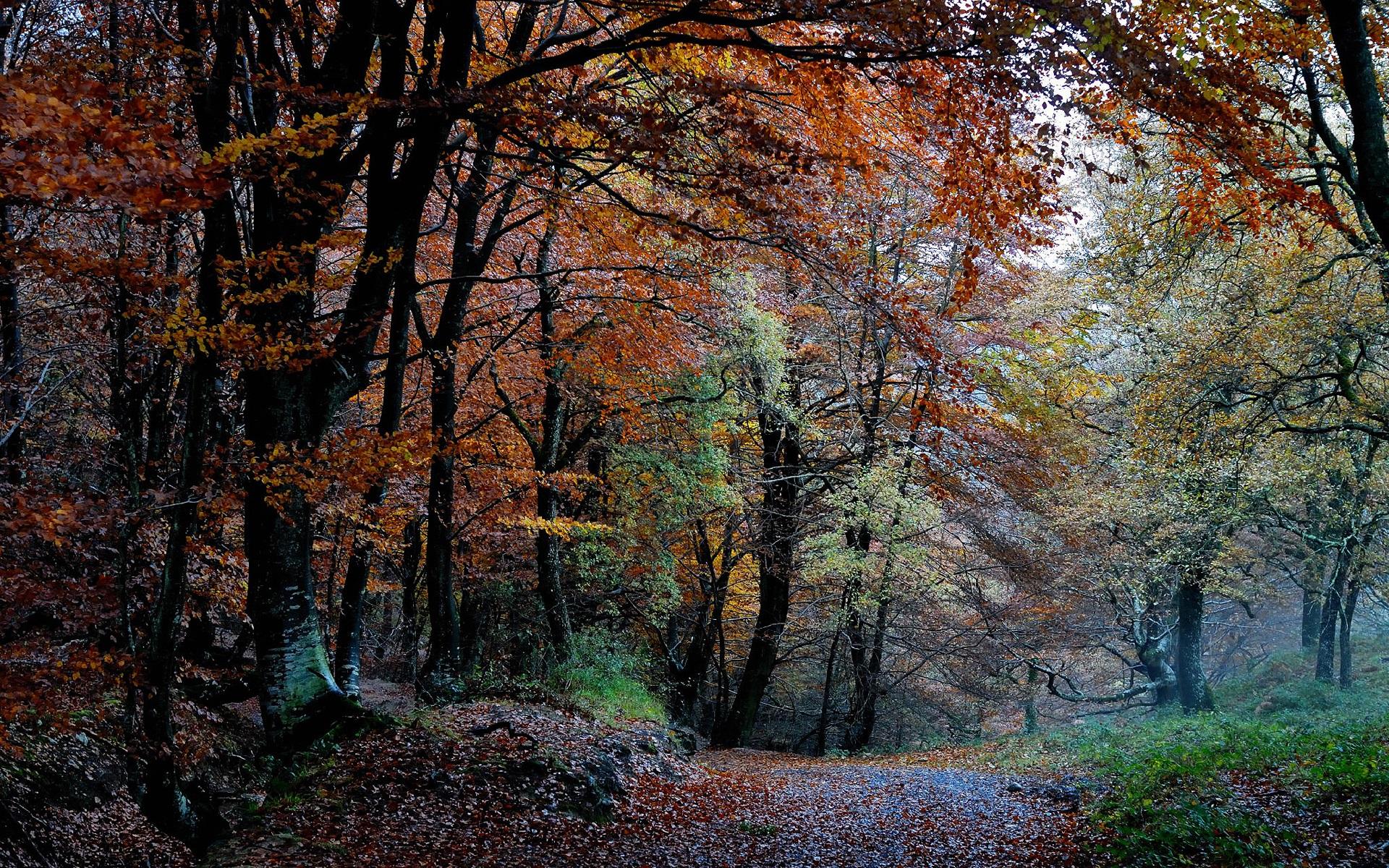 Autumn Forest Path HD Wallpapers - Top Free Autumn Forest Path HD ...