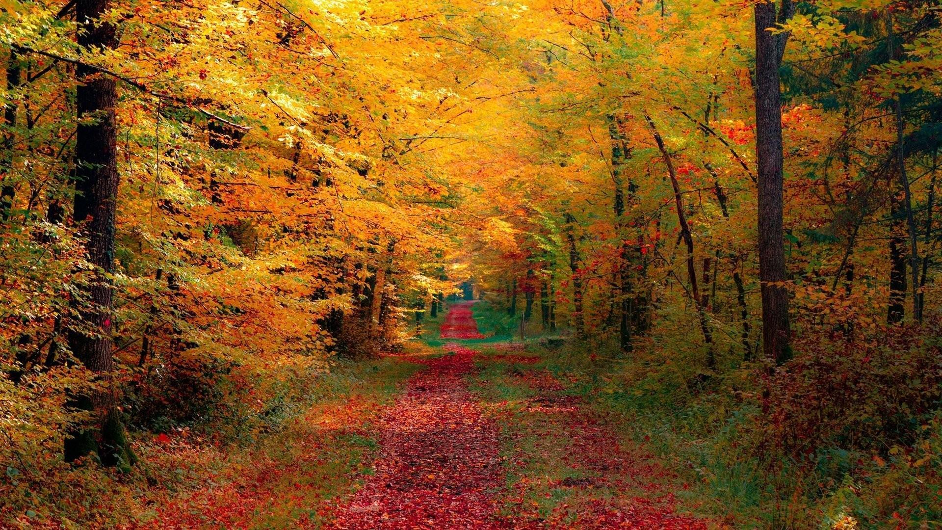 Autumn Forest Path HD Wallpapers - Top Free Autumn Forest Path HD ...