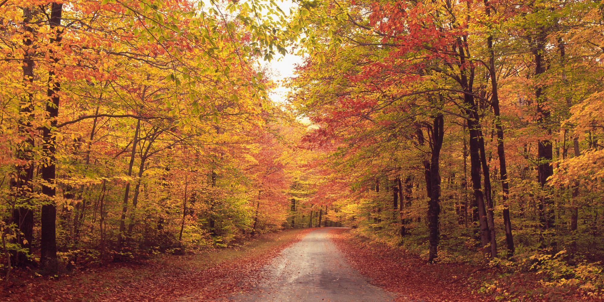 Autumn Forest Path HD Wallpapers - Top Free Autumn Forest Path HD ...
