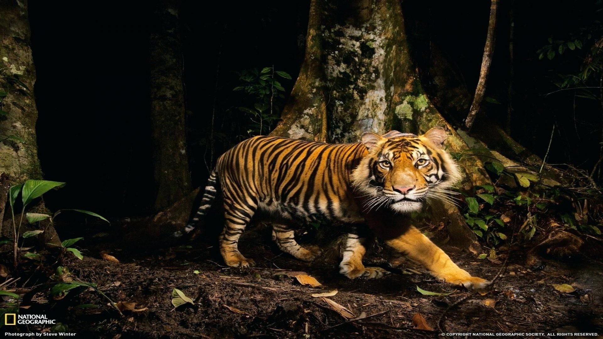 National Geographic Nature Wallpapers - Top Free National Geographic ...