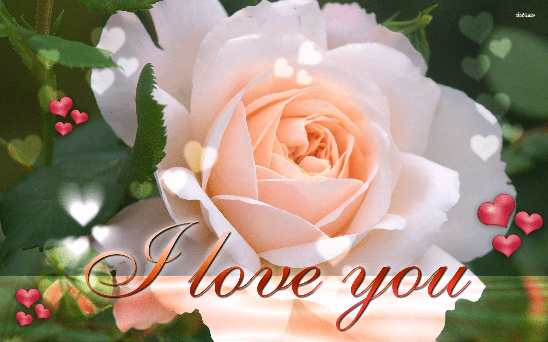 Beautiful Love Flowers Wallpapers - Top Free Beautiful Love Flowers ...