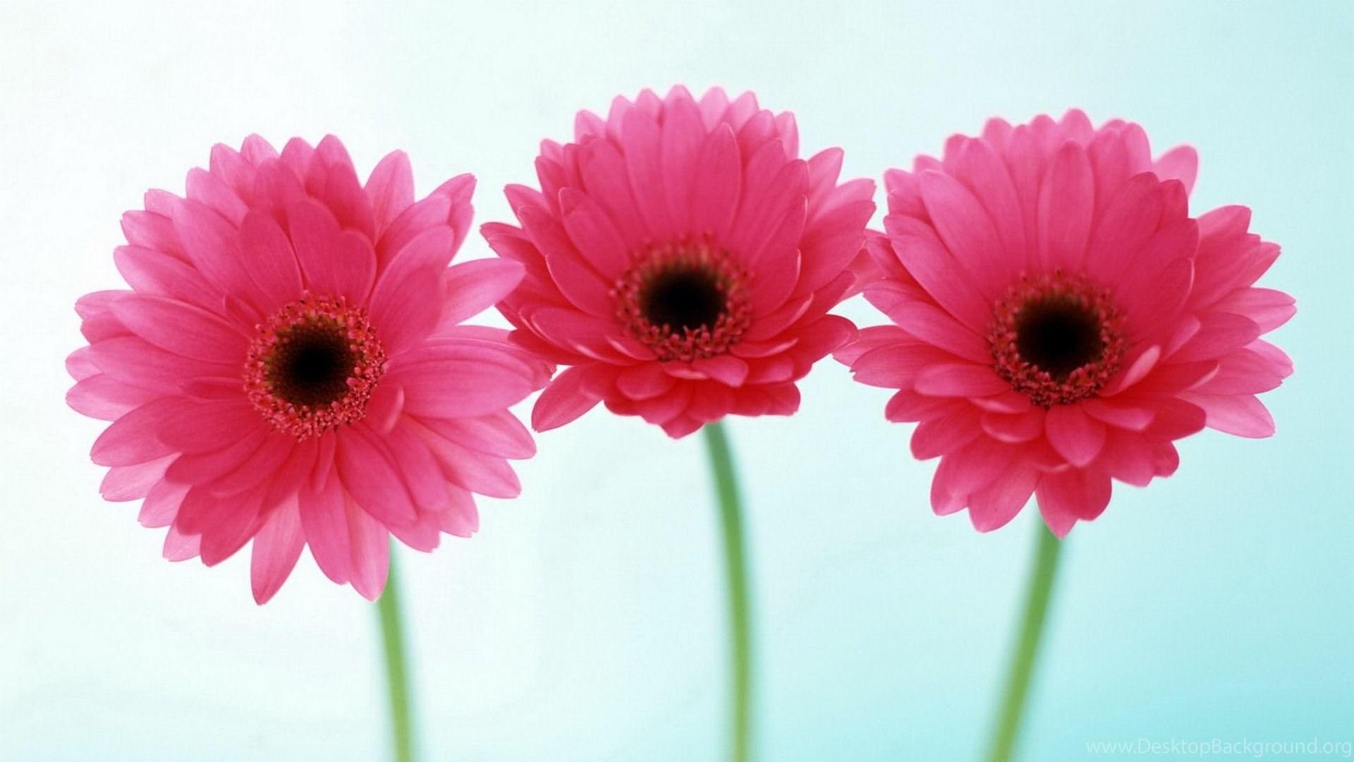 Beautiful Love Flowers Wallpapers - Top Free Beautiful Love Flowers ...