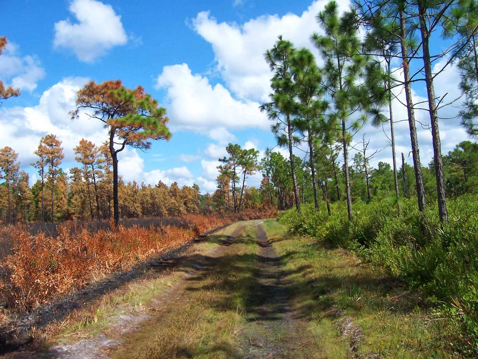 Florida Nature Wallpapers - Top Free Florida Nature Backgrounds ...