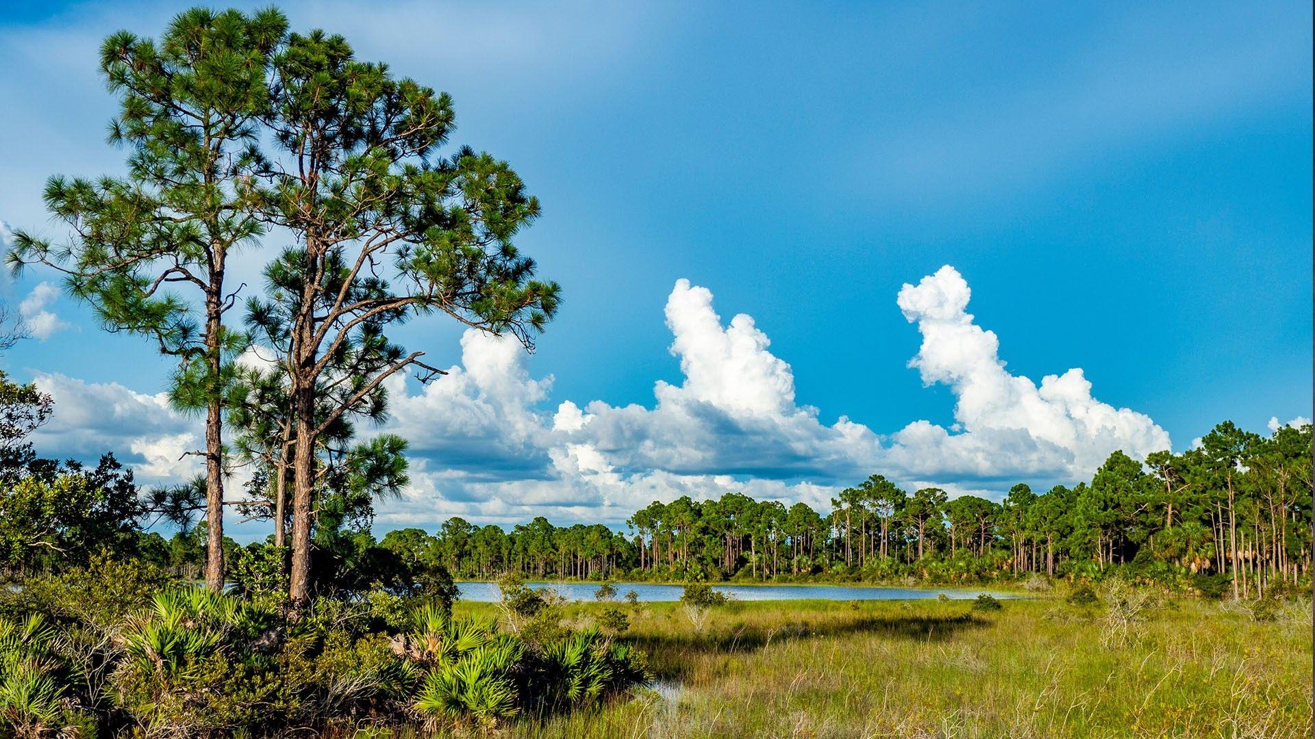 Florida Nature Wallpapers - Top Free Florida Nature Backgrounds ...