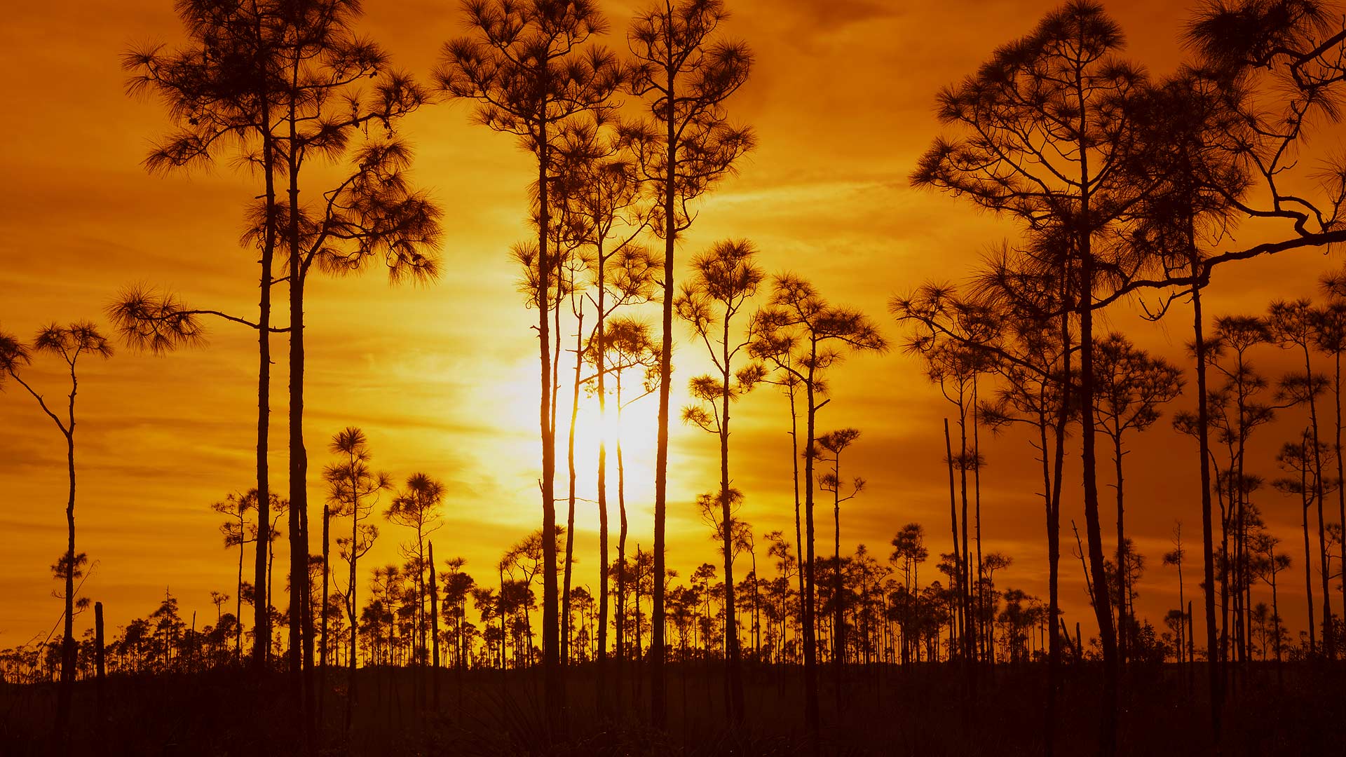 Florida Nature Wallpapers - Top Free Florida Nature Backgrounds ...