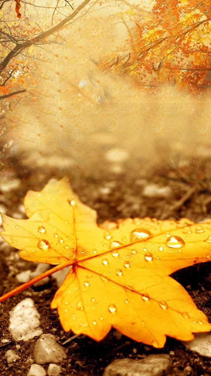 Demonstration Wallpapers - Top Free Demonstration Backgrounds ...