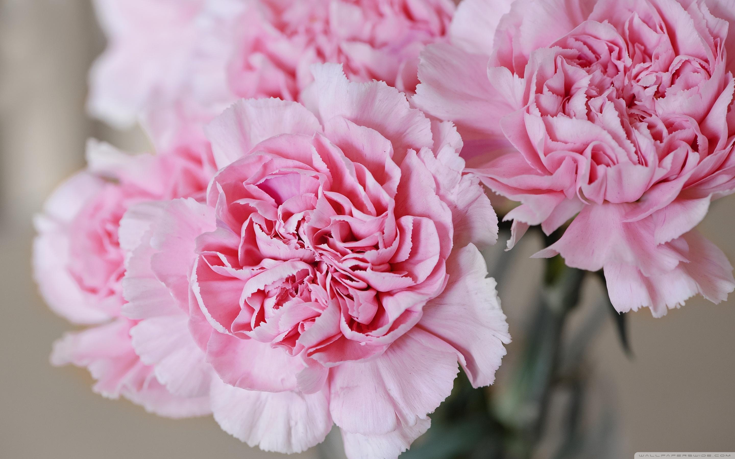 Pink Carnation Wallpapers - Top Free Pink Carnation Backgrounds ...