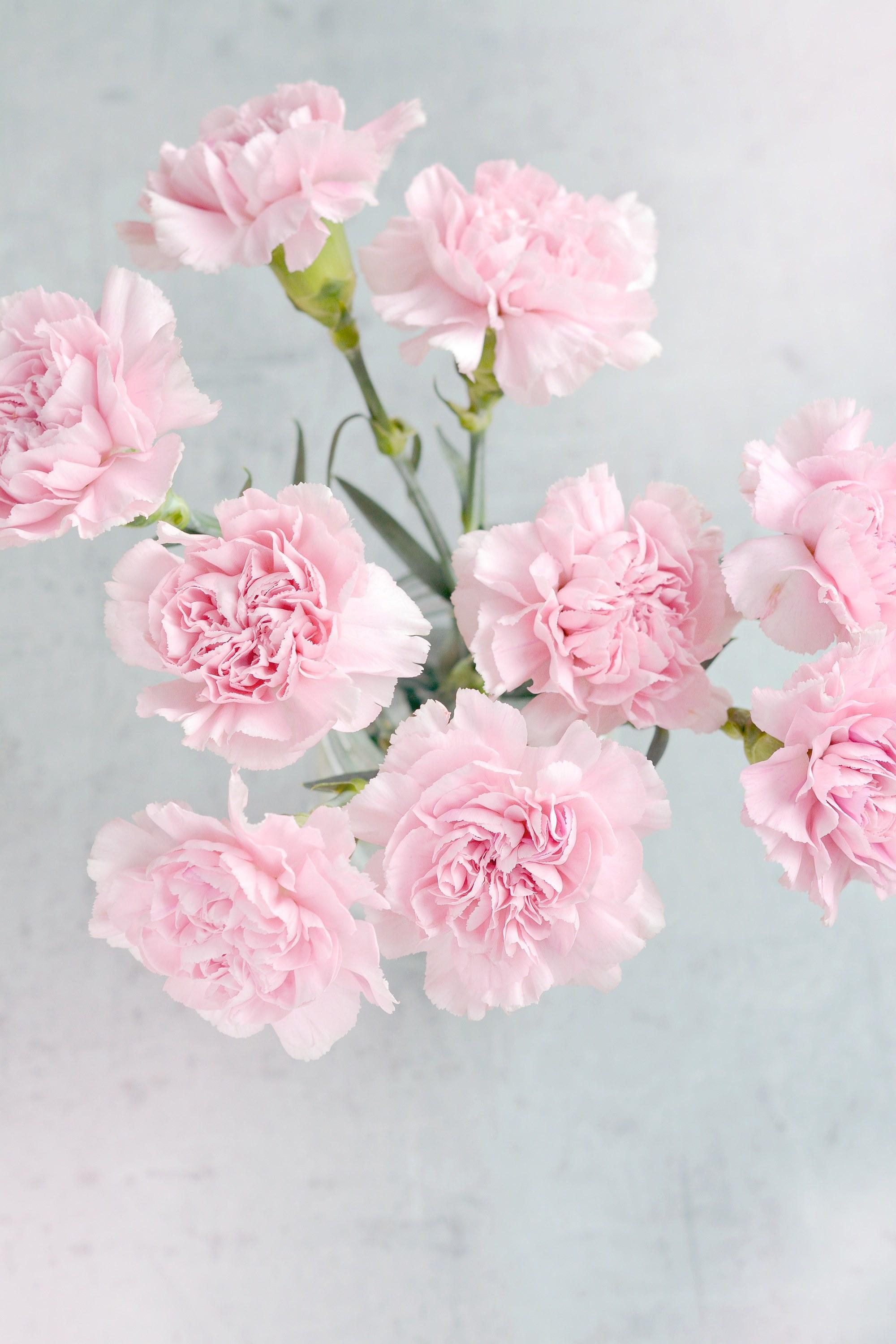 Pink Carnation Wallpapers - Top Free Pink Carnation Backgrounds ...