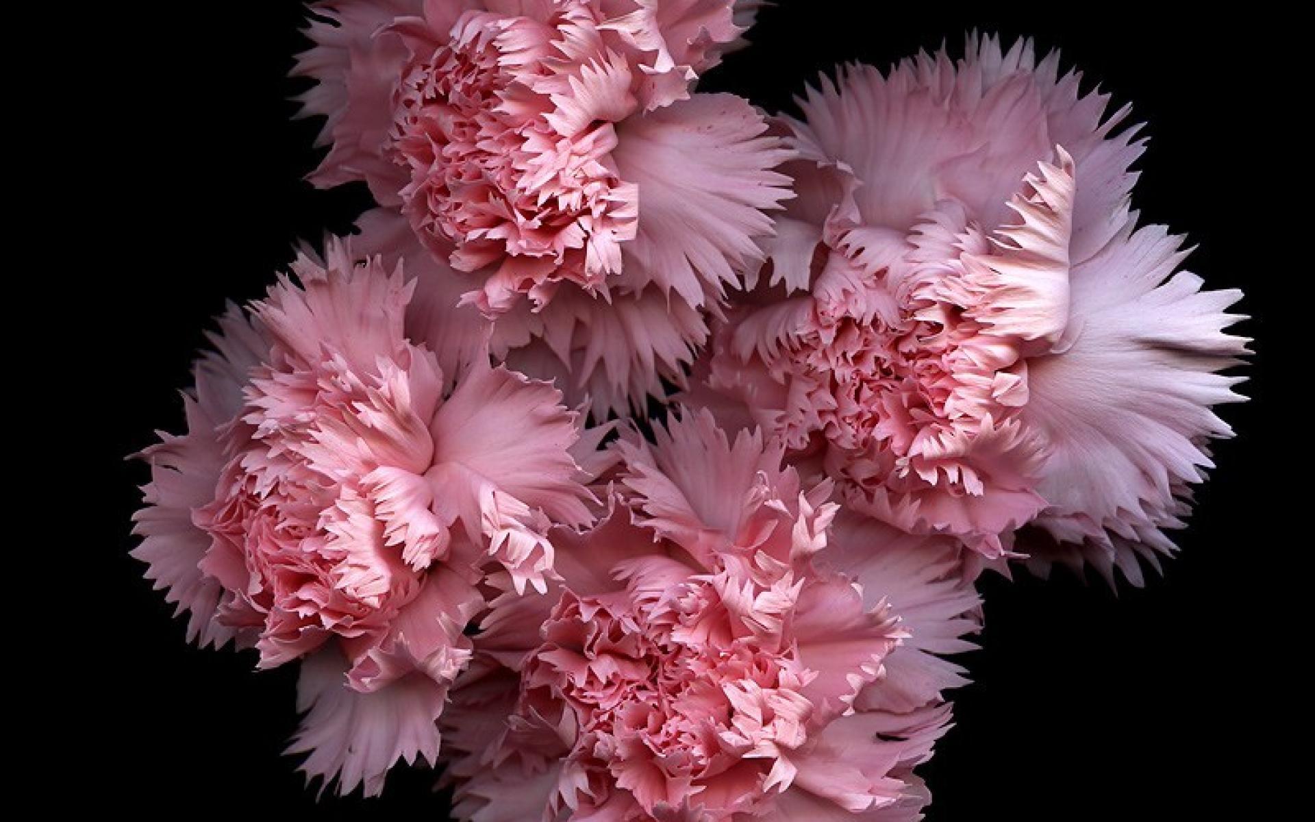 Pink Carnation Wallpapers - Top Free Pink Carnation Backgrounds ...