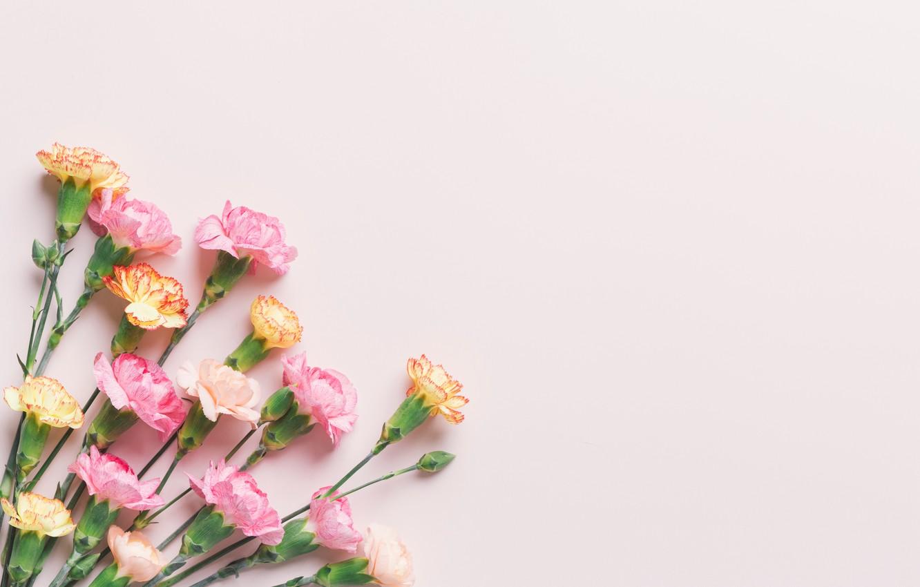Pink Carnation Wallpapers - Top Free Pink Carnation Backgrounds ...
