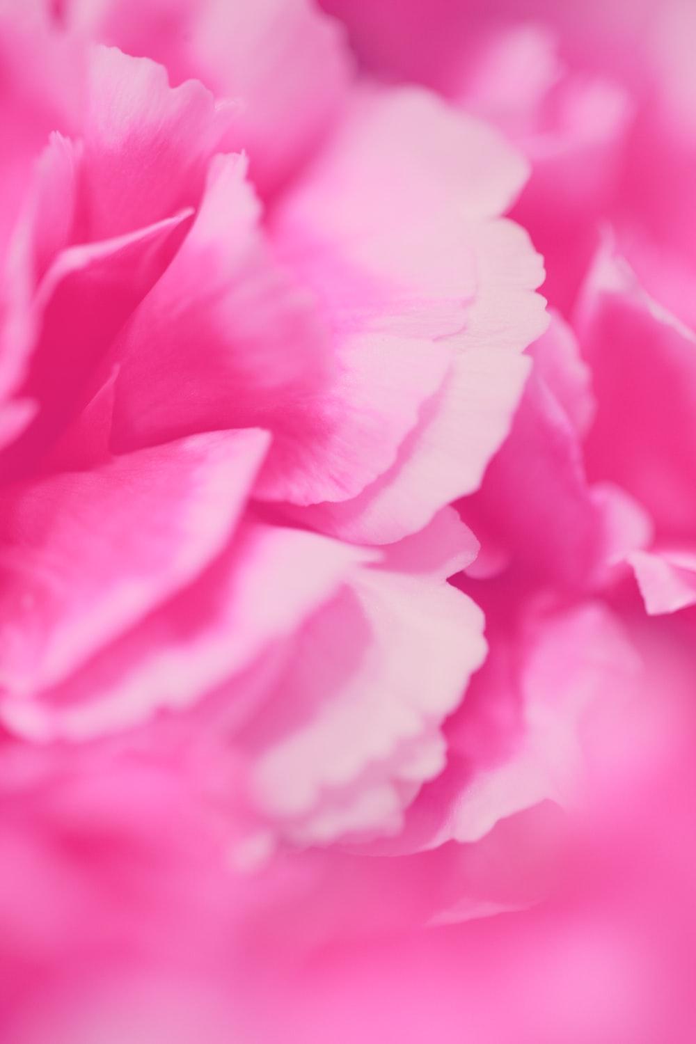 Pink Carnation Wallpapers - Top Free Pink Carnation Backgrounds ...