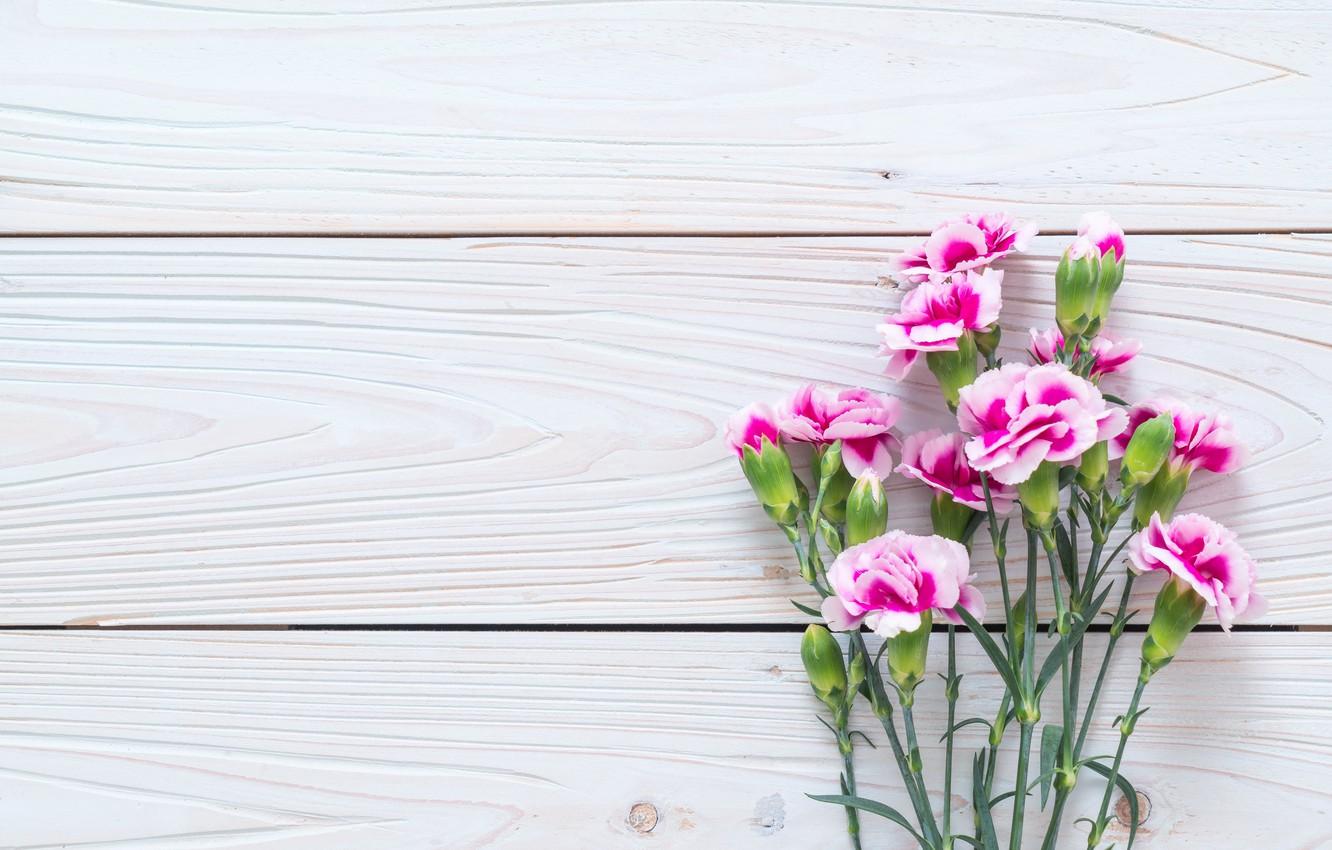 Pink Carnation Wallpapers - Top Free Pink Carnation Backgrounds ...