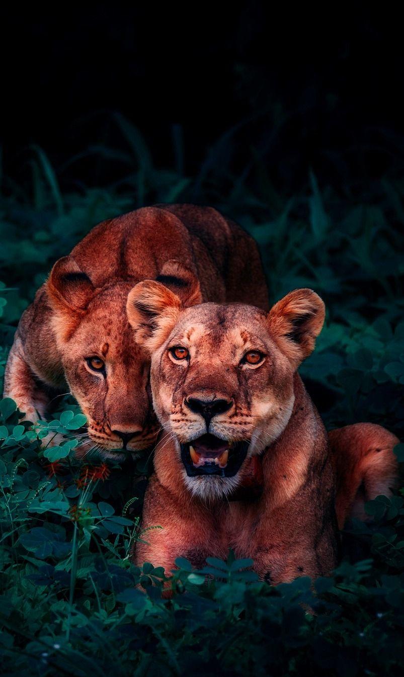 Two Lions iPhone Wallpapers - Top Free Two Lions iPhone Backgrounds ...