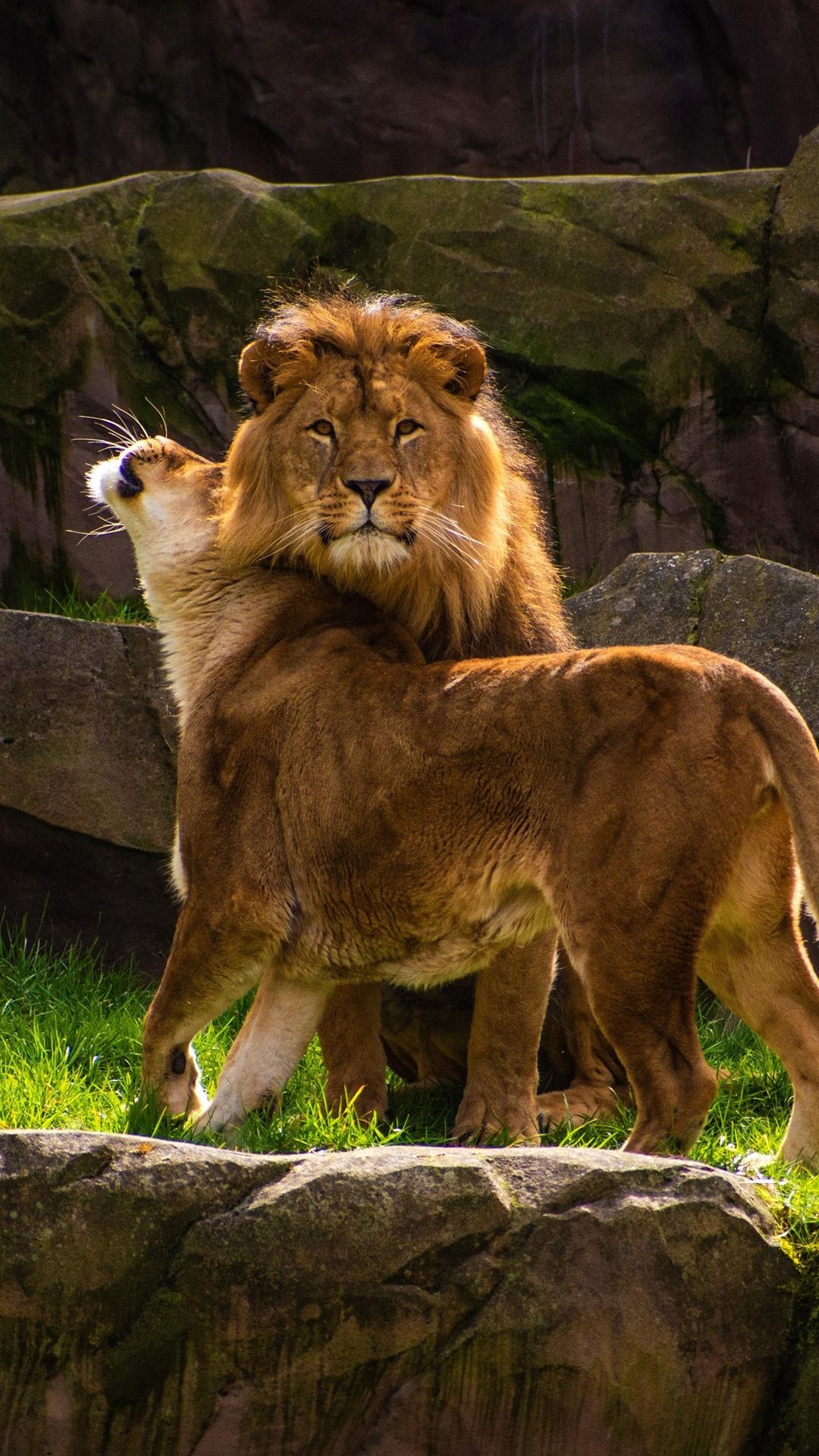 Two Lions iPhone Wallpapers - Top Free Two Lions iPhone Backgrounds ...