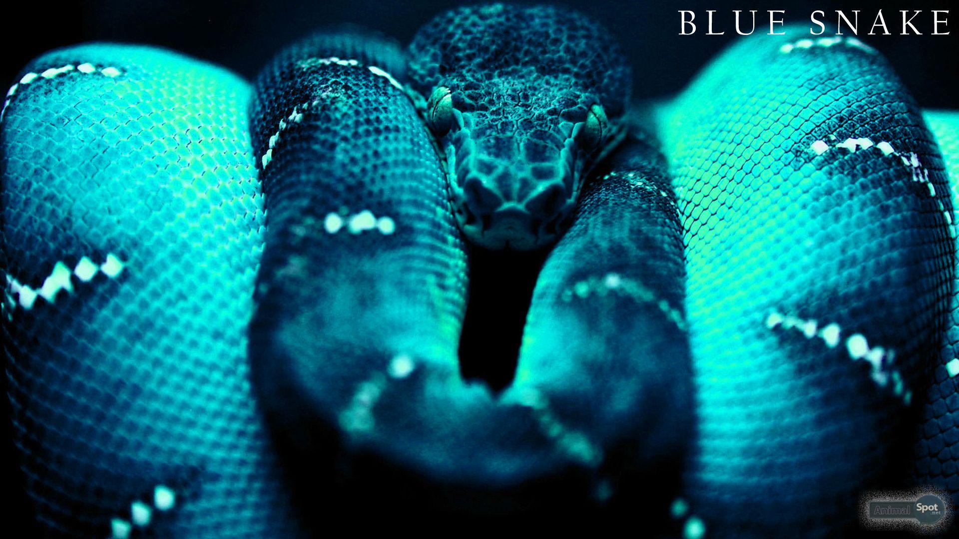 Snake PC Wallpapers - Top Free Snake PC Backgrounds - WallpaperAccess