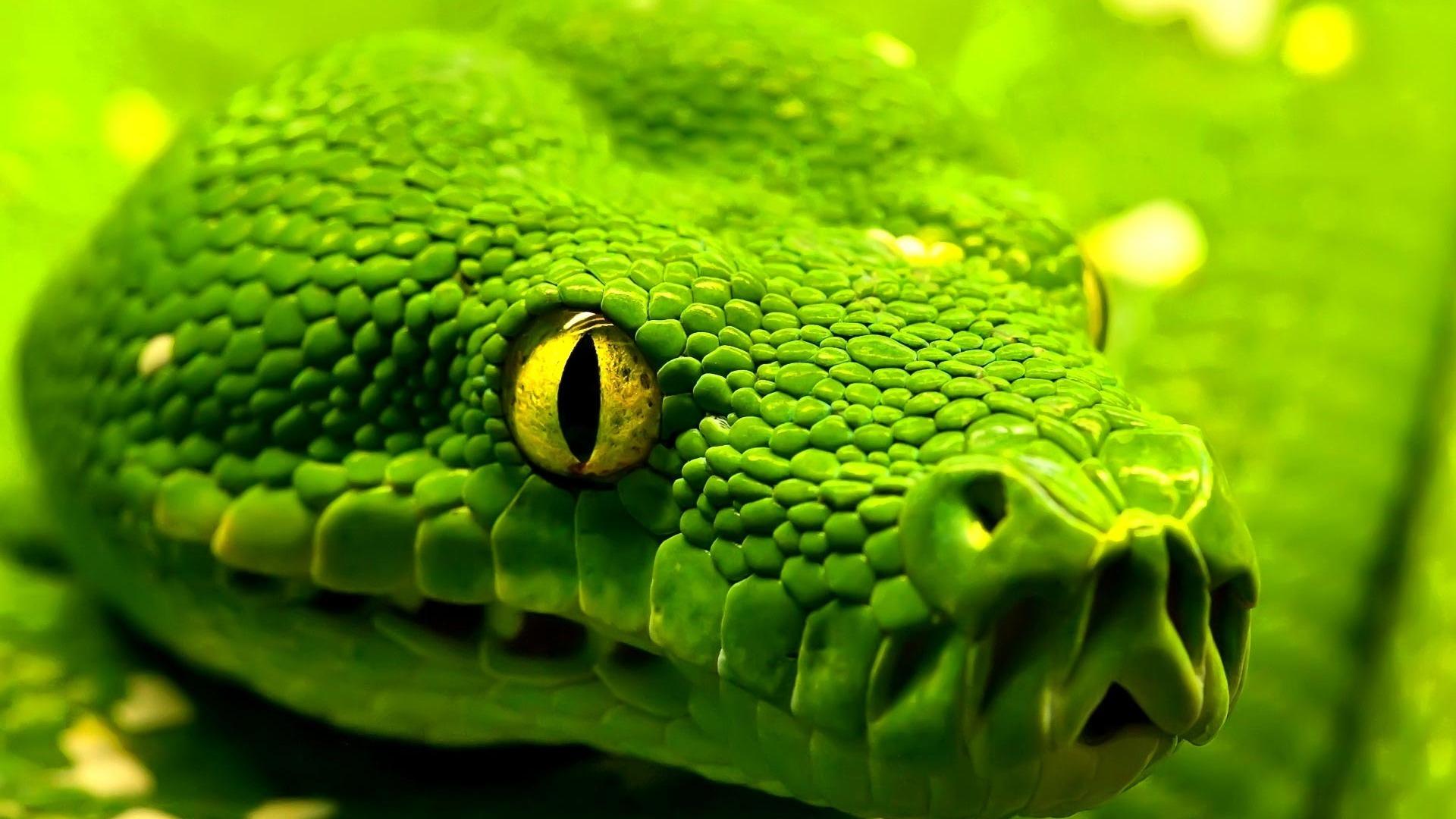 Snake PC Wallpapers - Top Free Snake PC Backgrounds - WallpaperAccess