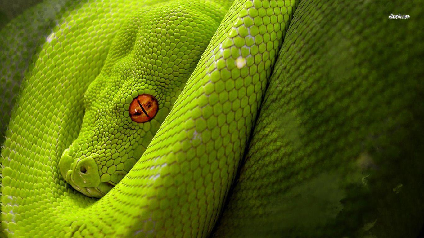 Snake PC Wallpapers - Top Free Snake PC Backgrounds - WallpaperAccess