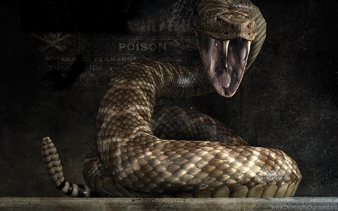 Snake PC Wallpapers - Top Free Snake PC Backgrounds - WallpaperAccess