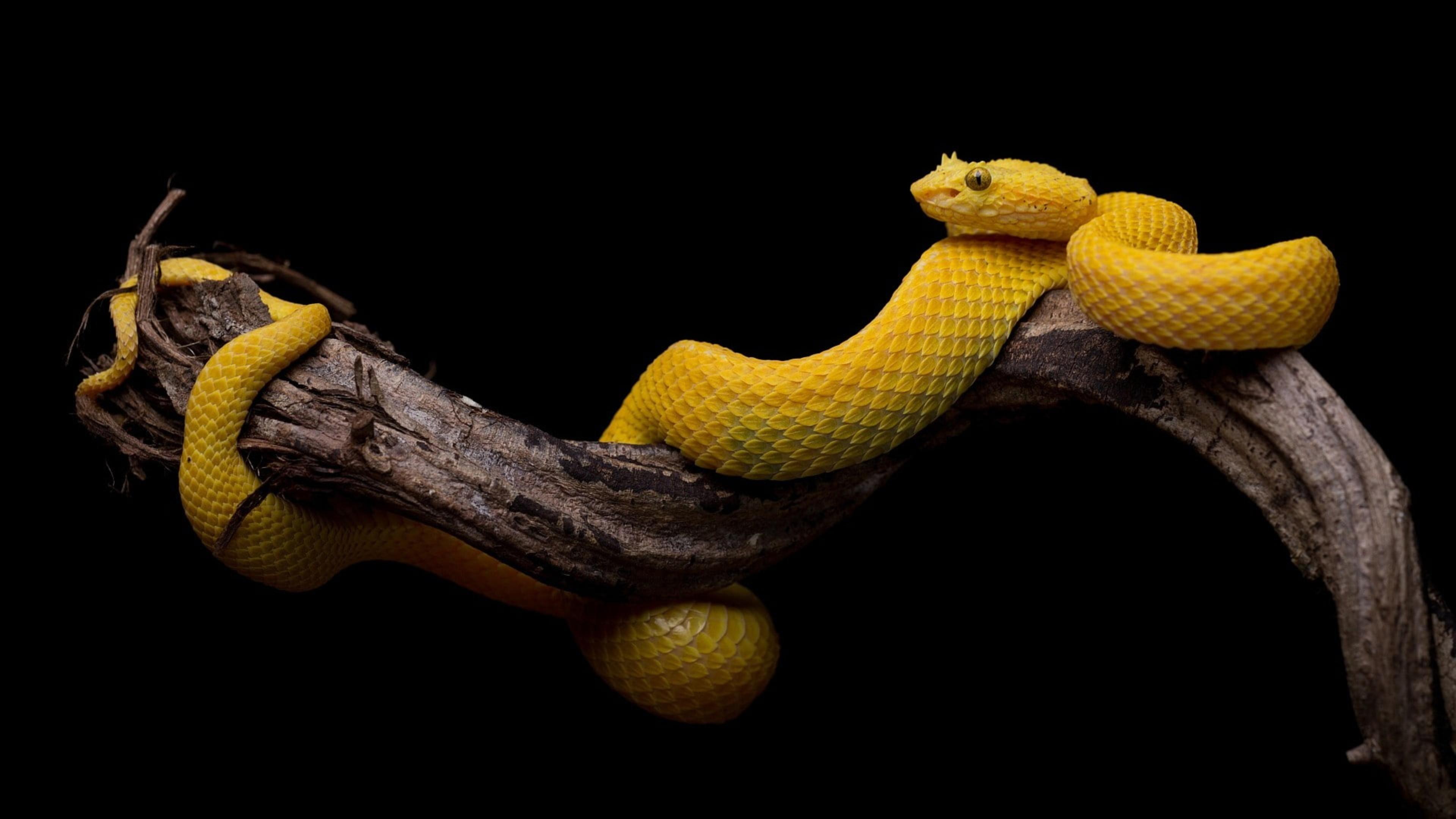 Snake PC Wallpapers - Top Free Snake PC Backgrounds - WallpaperAccess
