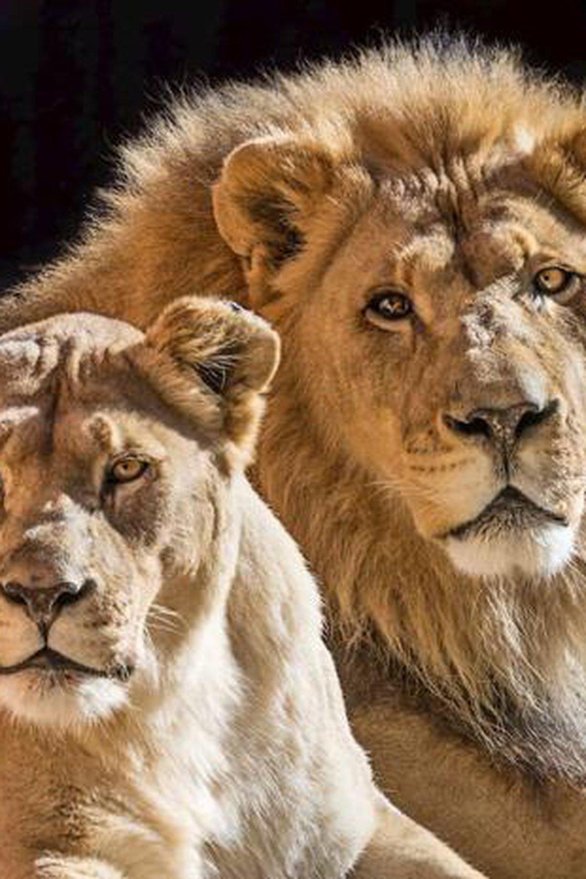 Two Lions iPhone Wallpapers - Top Free Two Lions iPhone Backgrounds ...