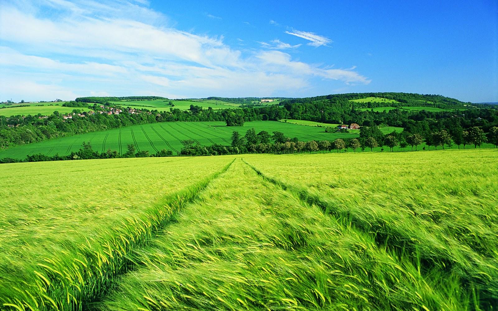 Grassland HD Wallpapers - Top Free Grassland HD Backgrounds ...