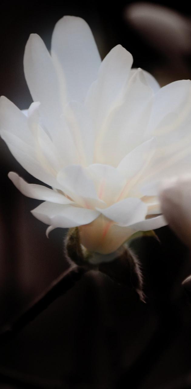 Angel Flower Wallpapers - Top Free Angel Flower Backgrounds ...