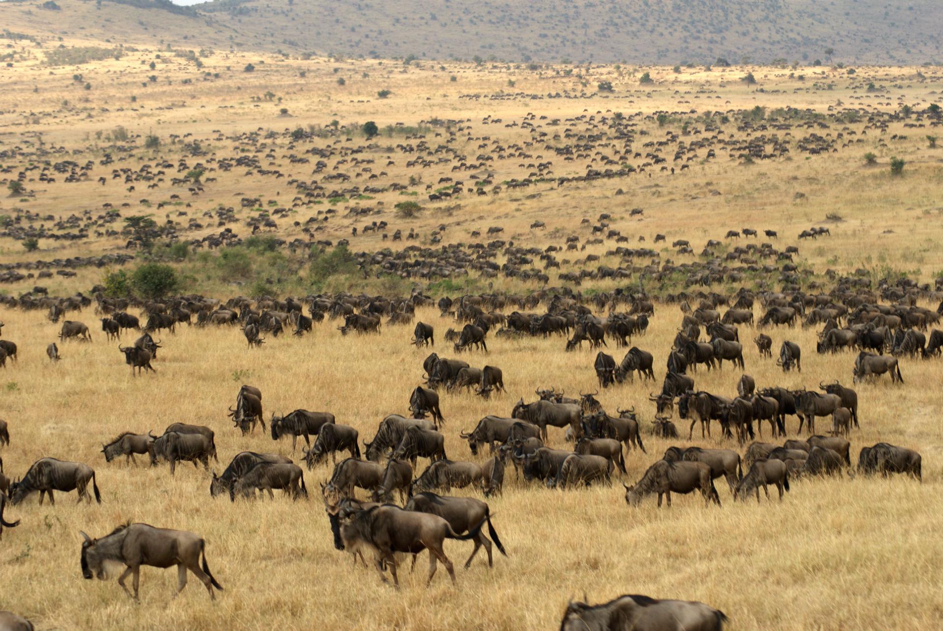 African Grassland Wallpapers - Top Free African Grassland Backgrounds ...