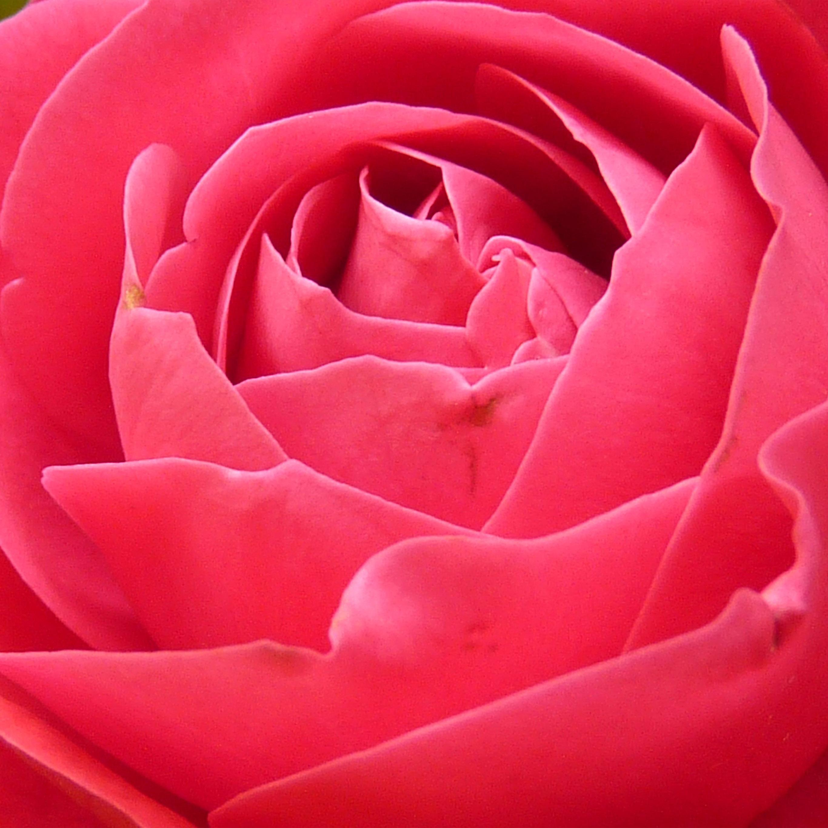 Angel Flower Wallpapers - Top Free Angel Flower Backgrounds ...
