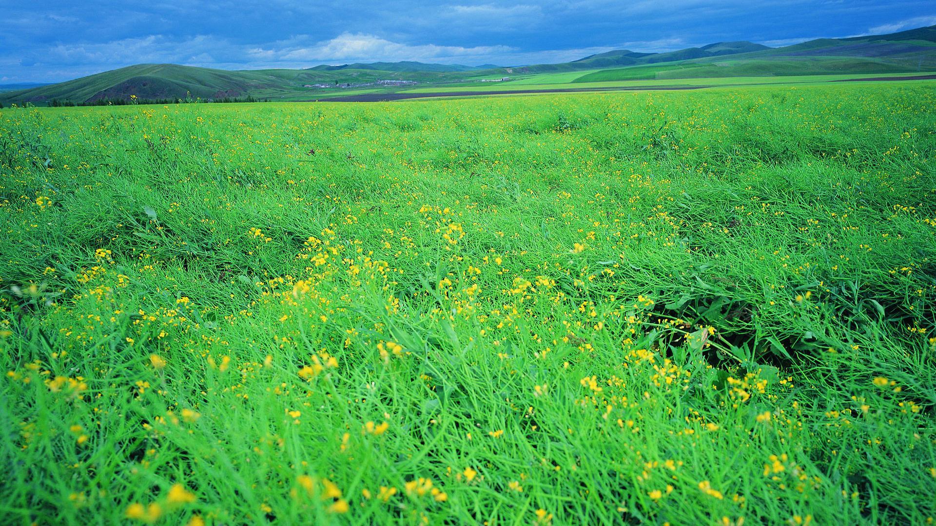 Grassland HD Wallpapers - Top Free Grassland HD Backgrounds ...