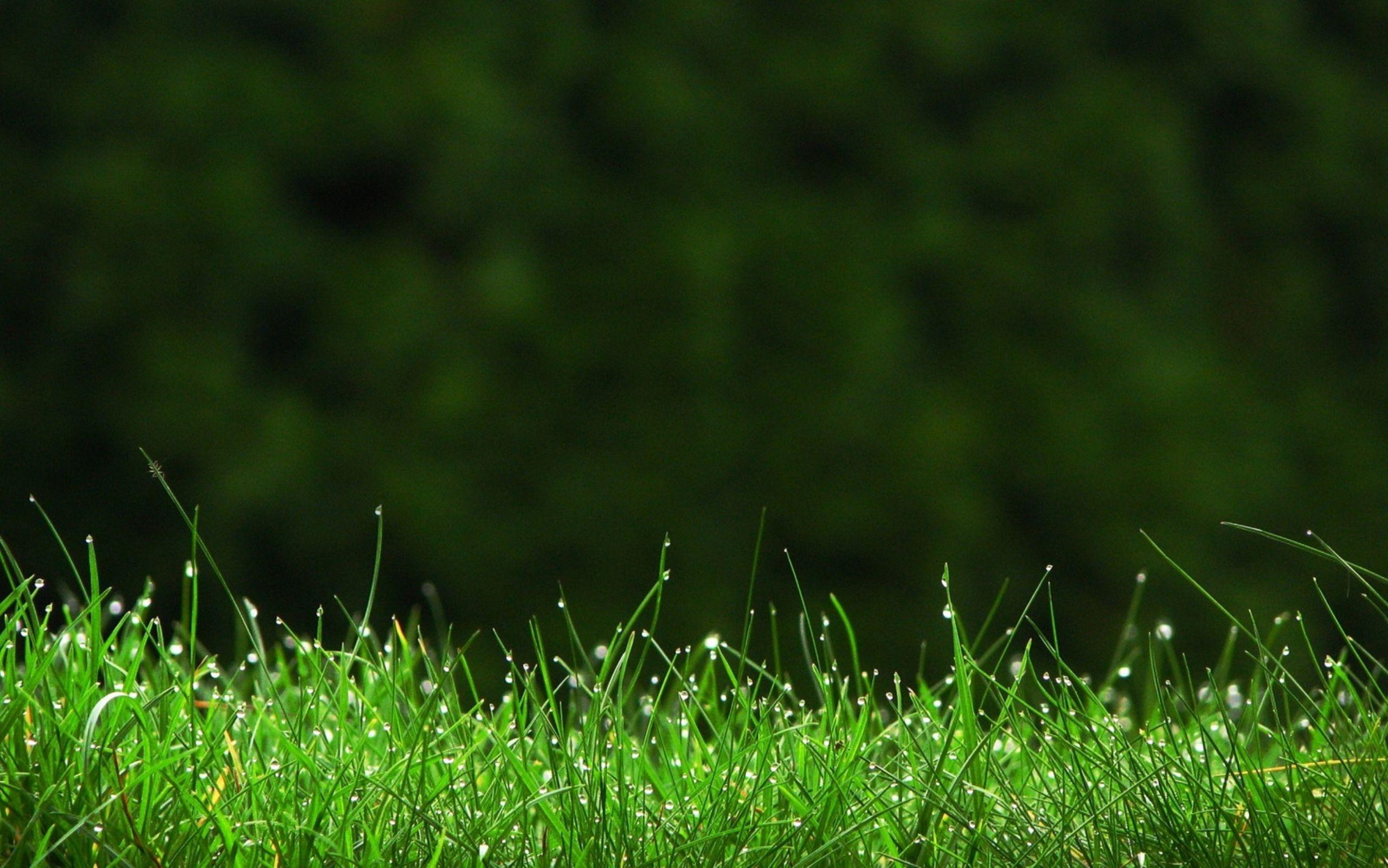 Grassland HD Wallpapers - Top Free Grassland HD Backgrounds ...
