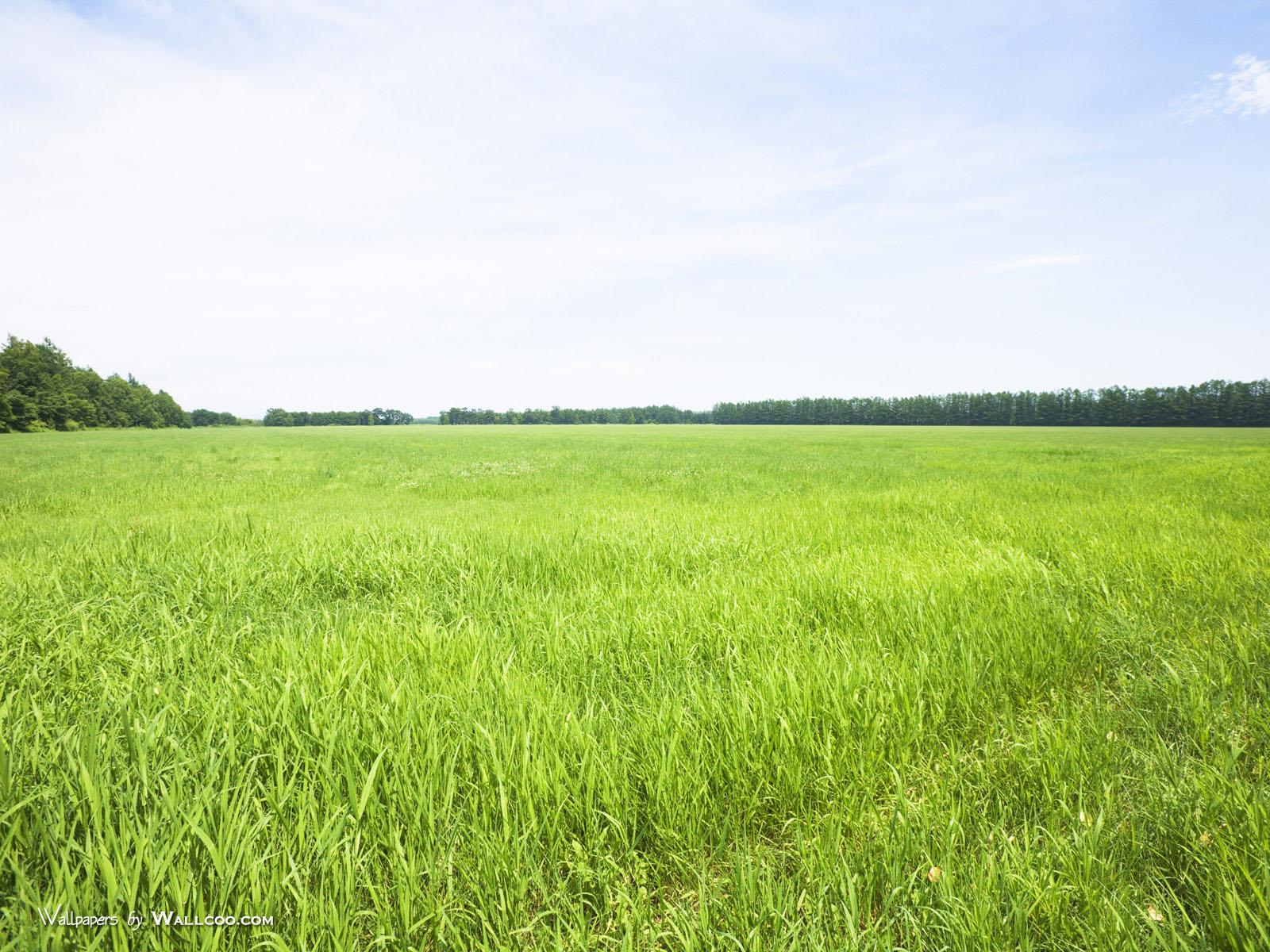 Grassland HD Wallpapers - Top Free Grassland HD Backgrounds ...