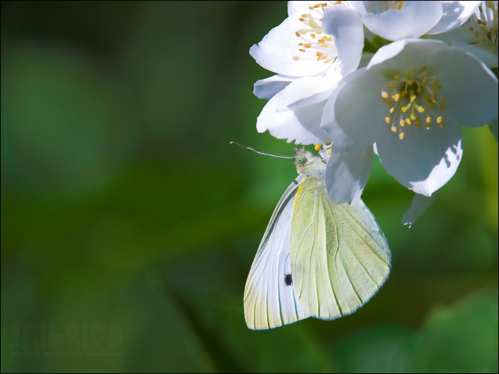 Angel Flower Wallpapers - Top Free Angel Flower Backgrounds ...