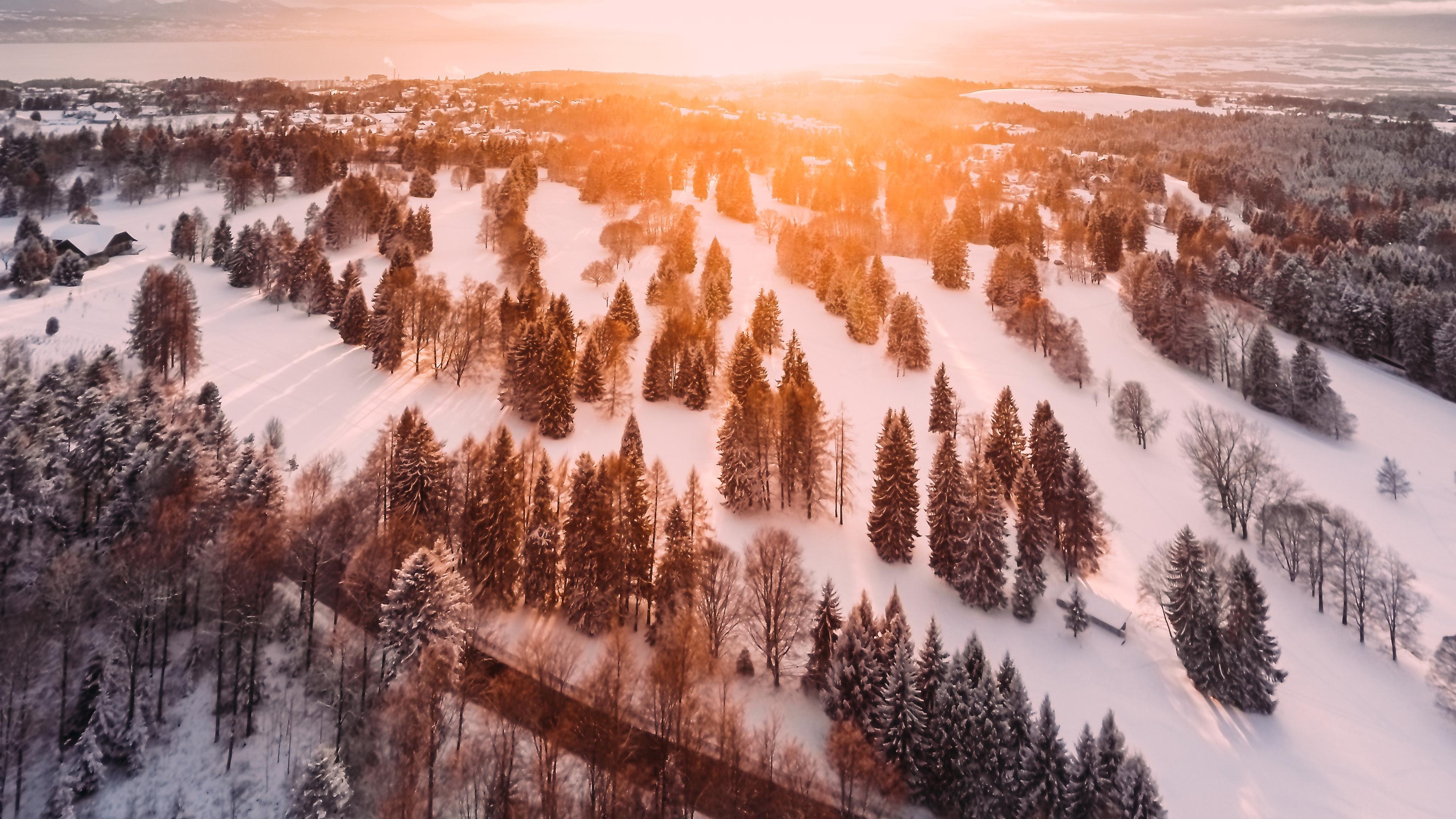 4K Pine Wallpapers - Top Free 4K Pine Backgrounds - WallpaperAccess