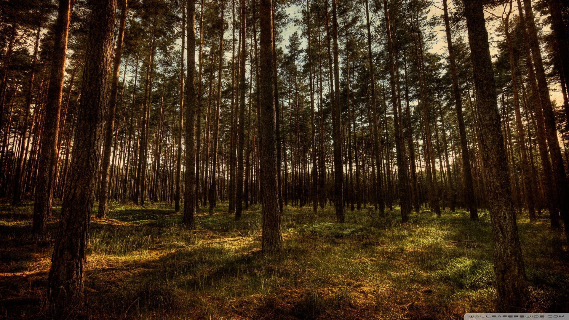 4K Pine Wallpapers - Top Free 4K Pine Backgrounds - WallpaperAccess