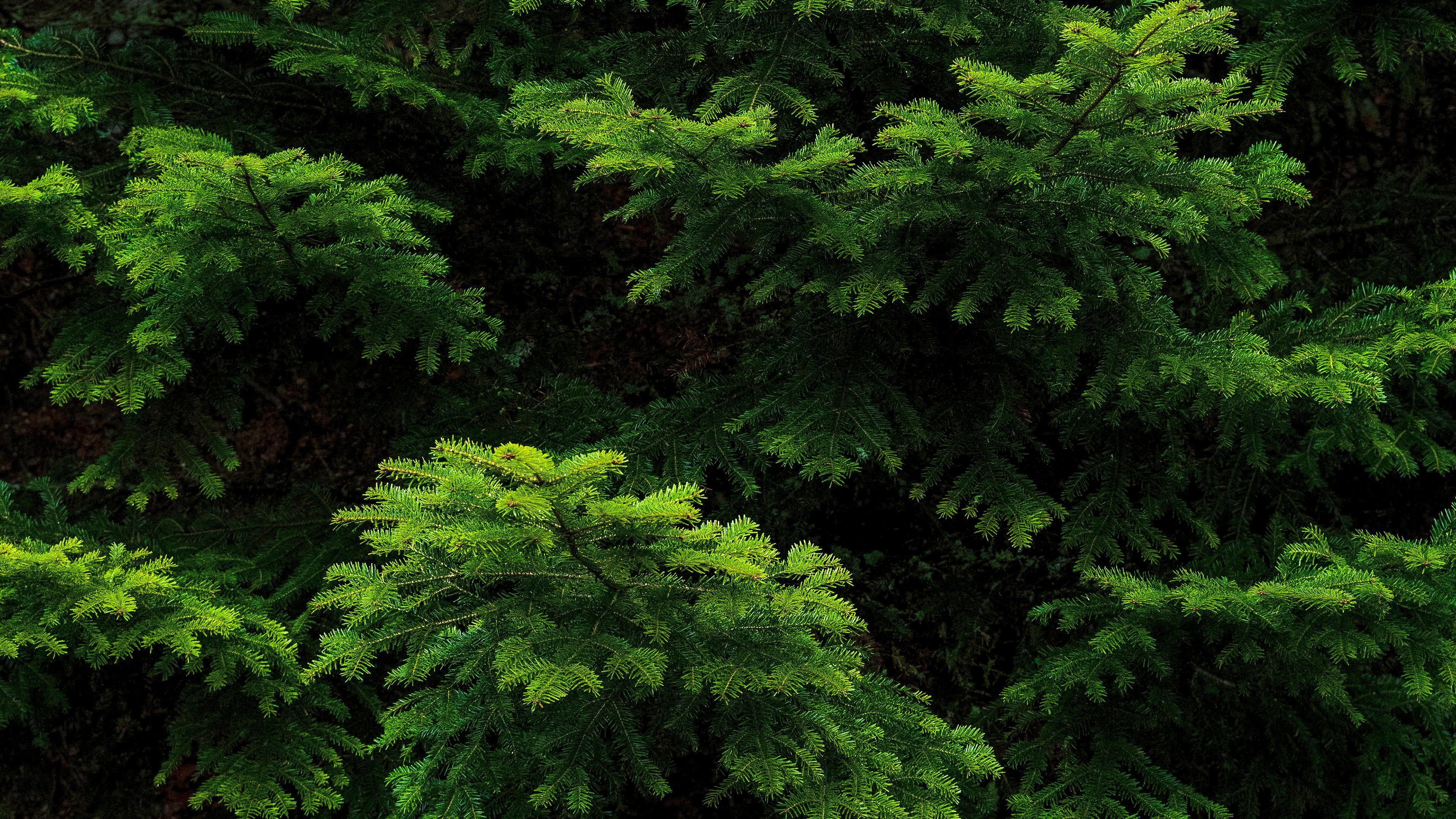 4K Pine Wallpapers - Top Free 4K Pine Backgrounds - WallpaperAccess