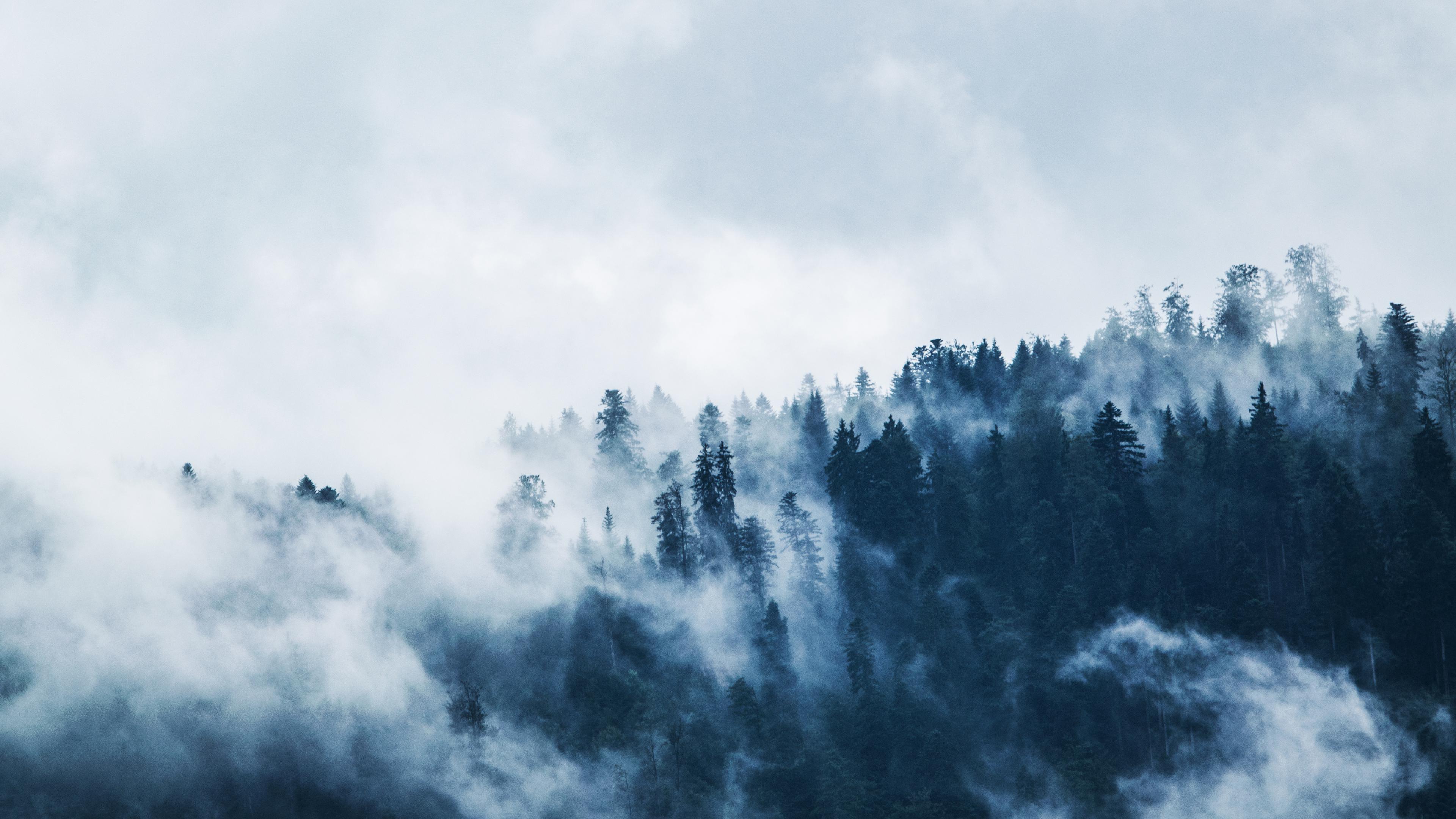 4K Pine Wallpapers - Top Free 4K Pine Backgrounds - WallpaperAccess