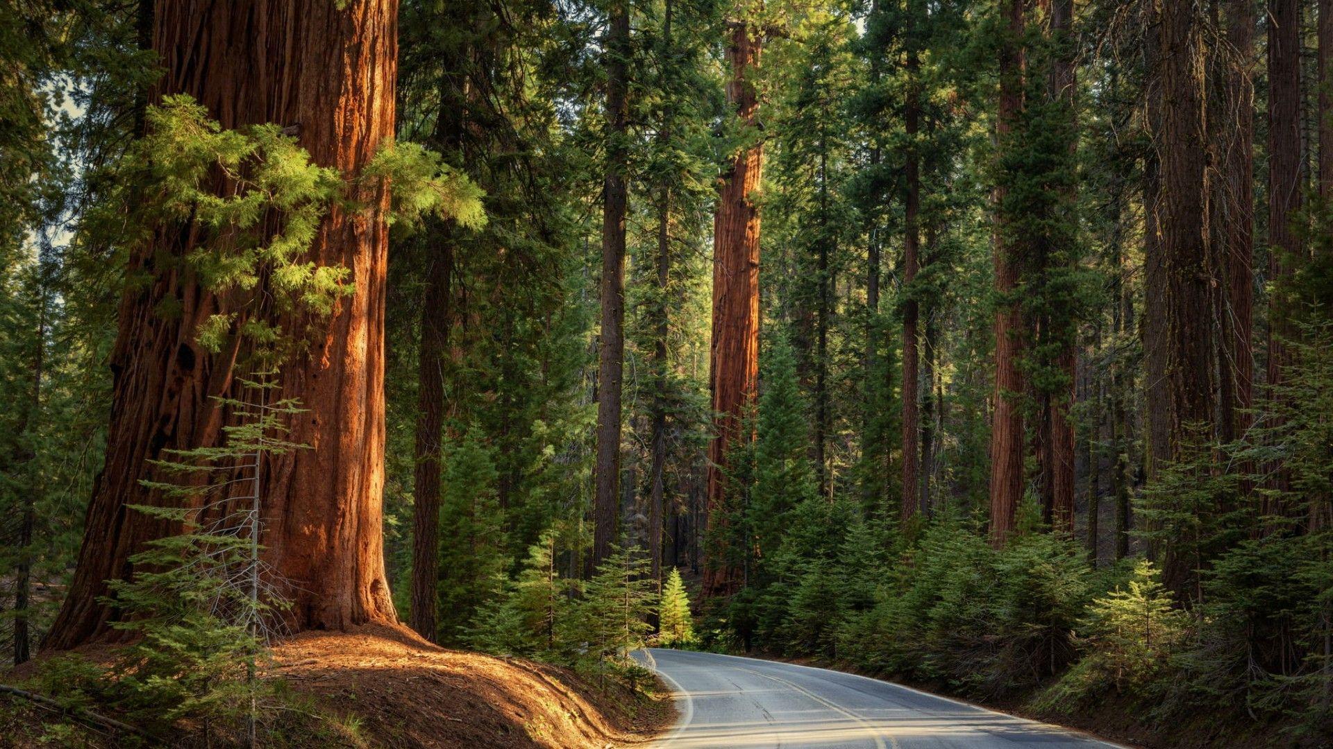 4K Pine Wallpapers - Top Free 4K Pine Backgrounds - WallpaperAccess