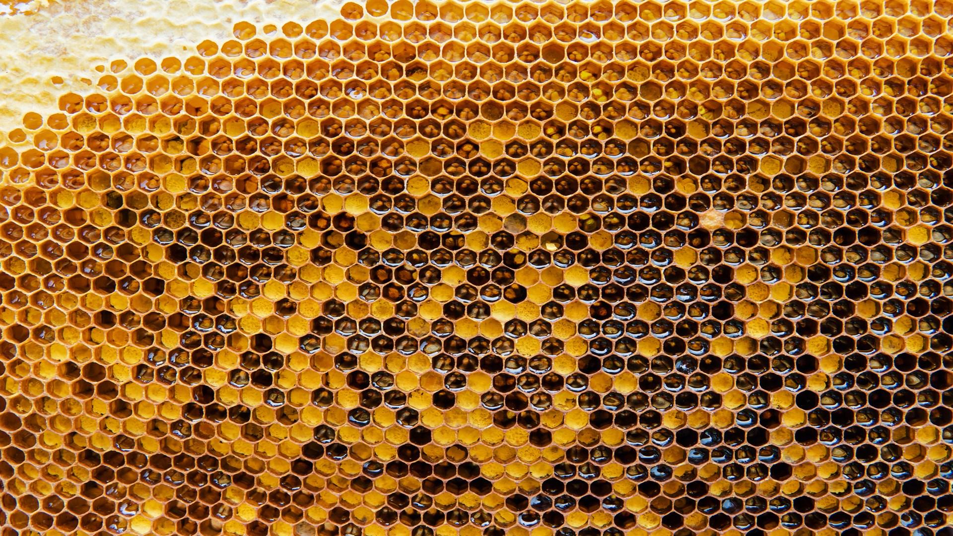 Apiary Wallpapers - Top Free Apiary Backgrounds - WallpaperAccess